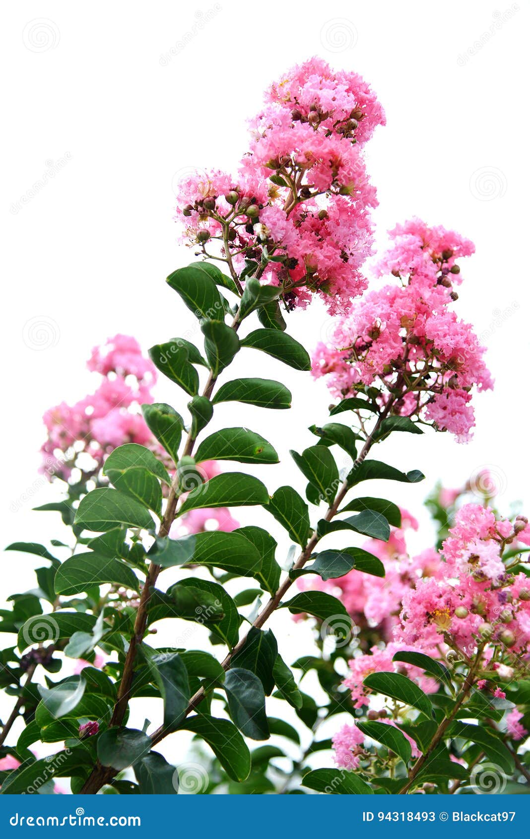 Flor del mirto de crespón imagen de archivo. Imagen de flor - 94318493