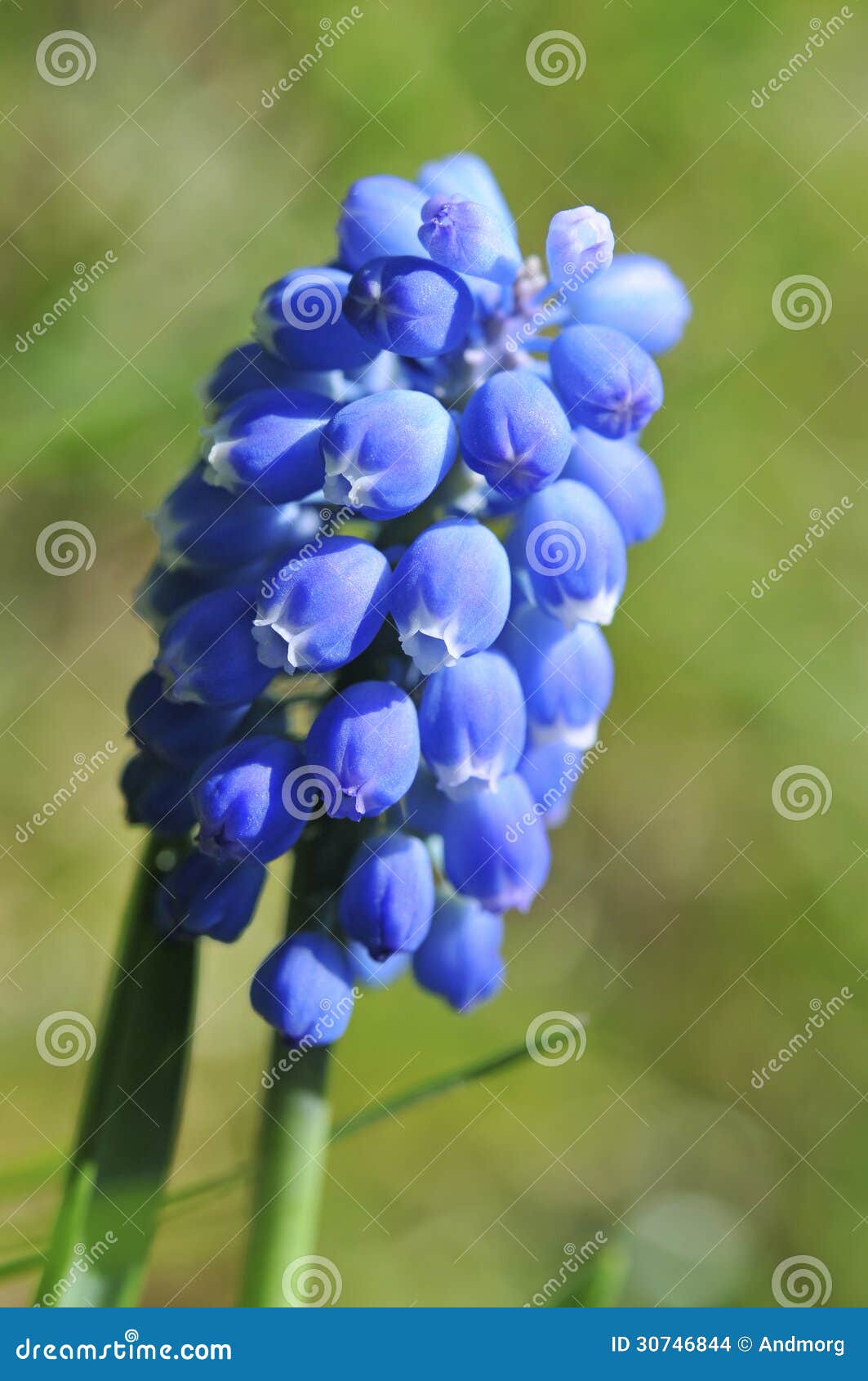 Flor del Muscari foto de archivo. Imagen de bulbo, fresco - 30746844