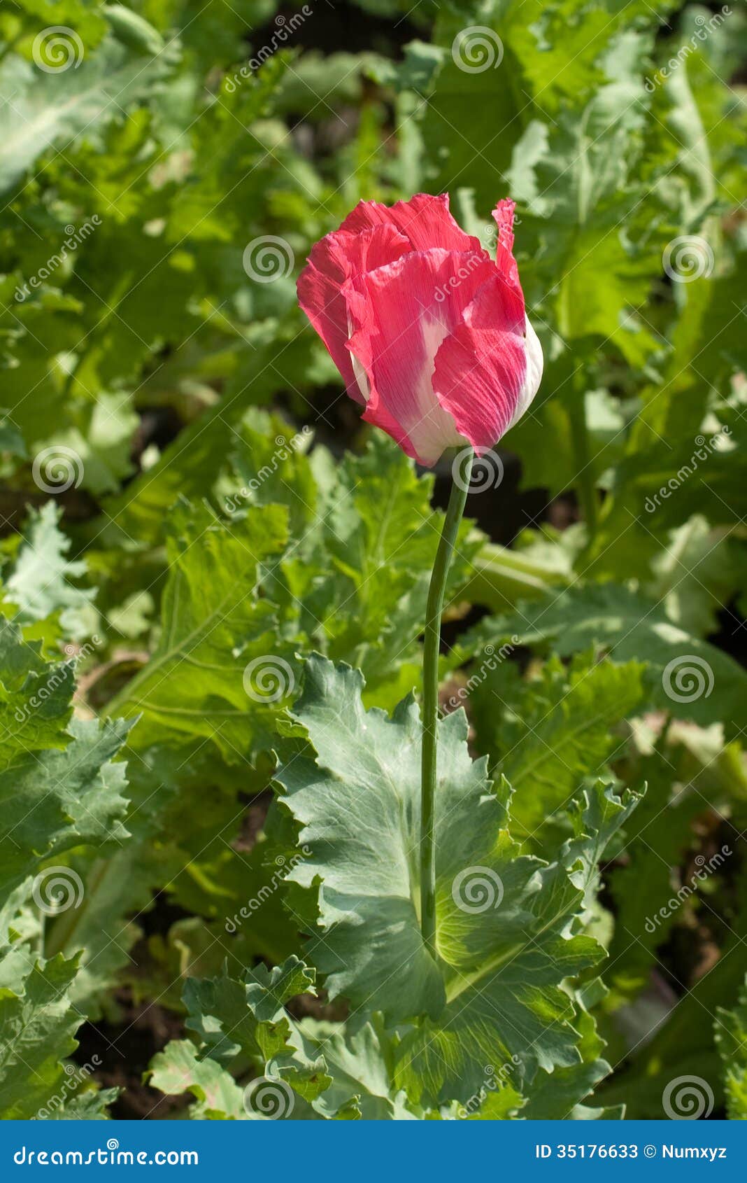 Flor del opio imagen de archivo. Imagen de ciudad, primer - 35176633