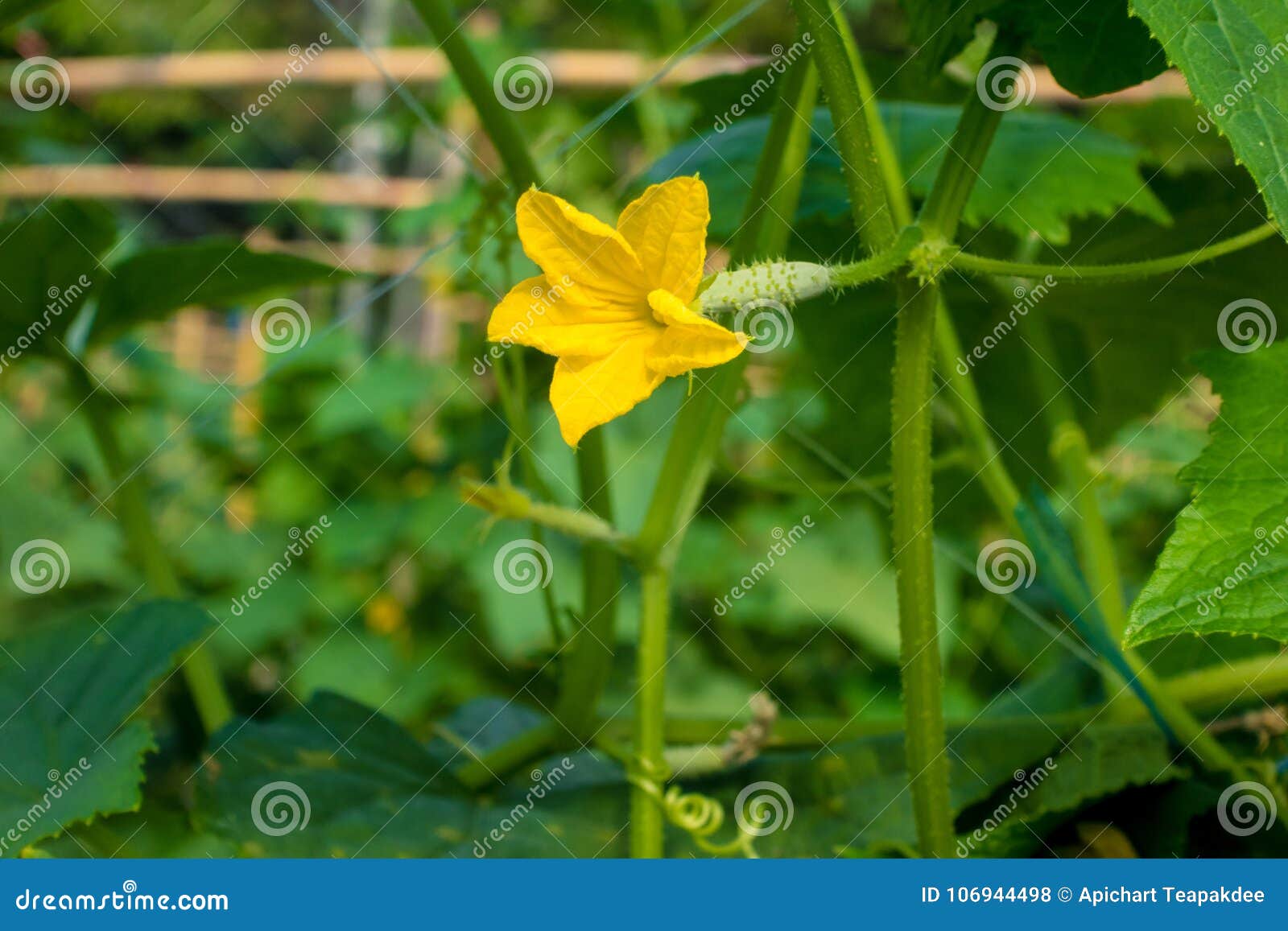 Flor del pepino foto de archivo. Imagen de pepino, cosecha - 106944498