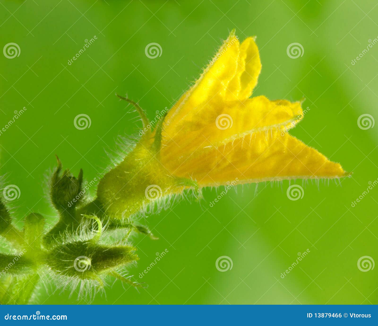 Flor del pepino foto de archivo. Imagen de macro, zarcillo - 13879466
