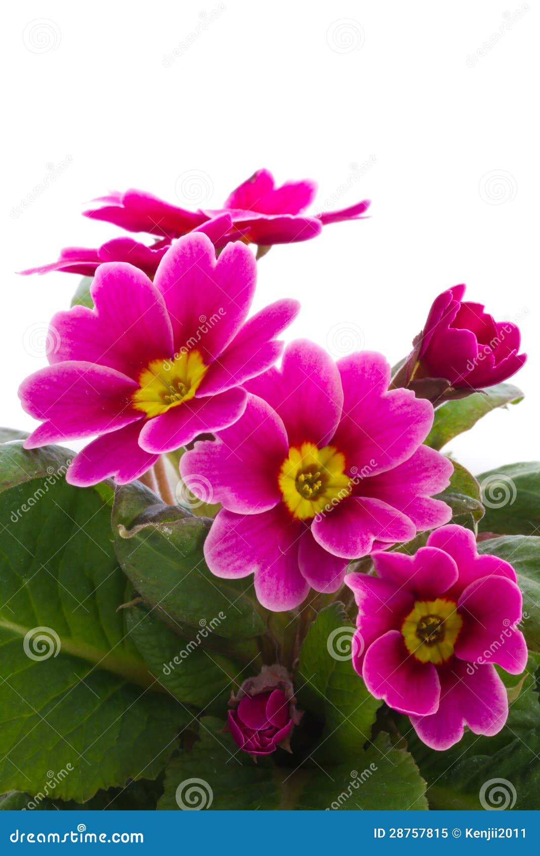 Flor del Primula imagen de archivo. Imagen de primer - 28757815