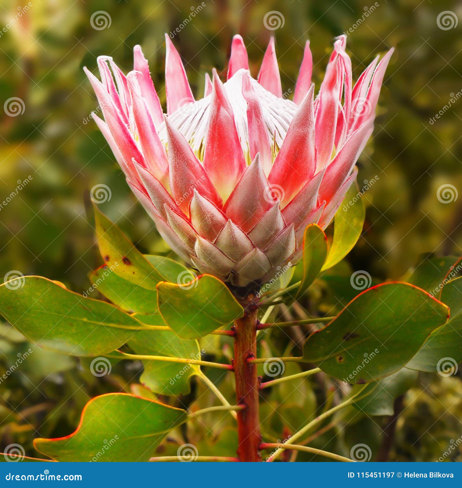 Flor Del Protea, Protea Cynaroides, Rey Proteas Imagen de archivo ...