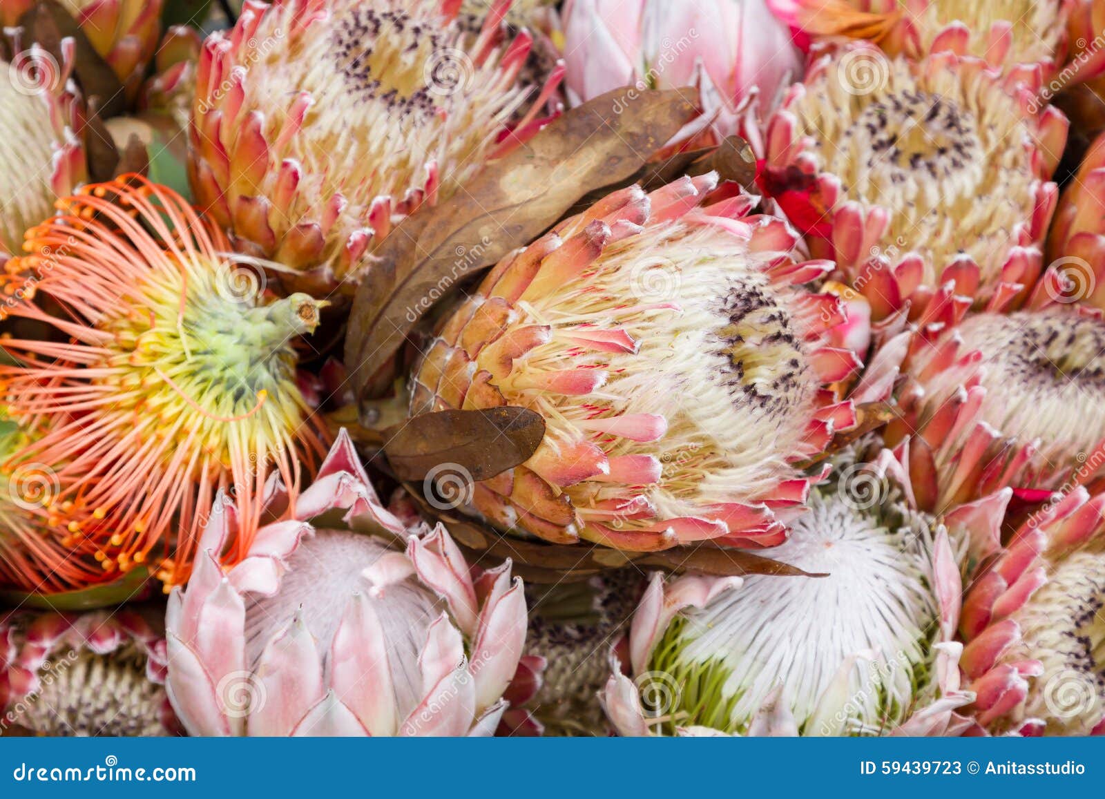 Flor Del Protea Rey Protea (cynaroides Del Protea) Imagen de archivo ...