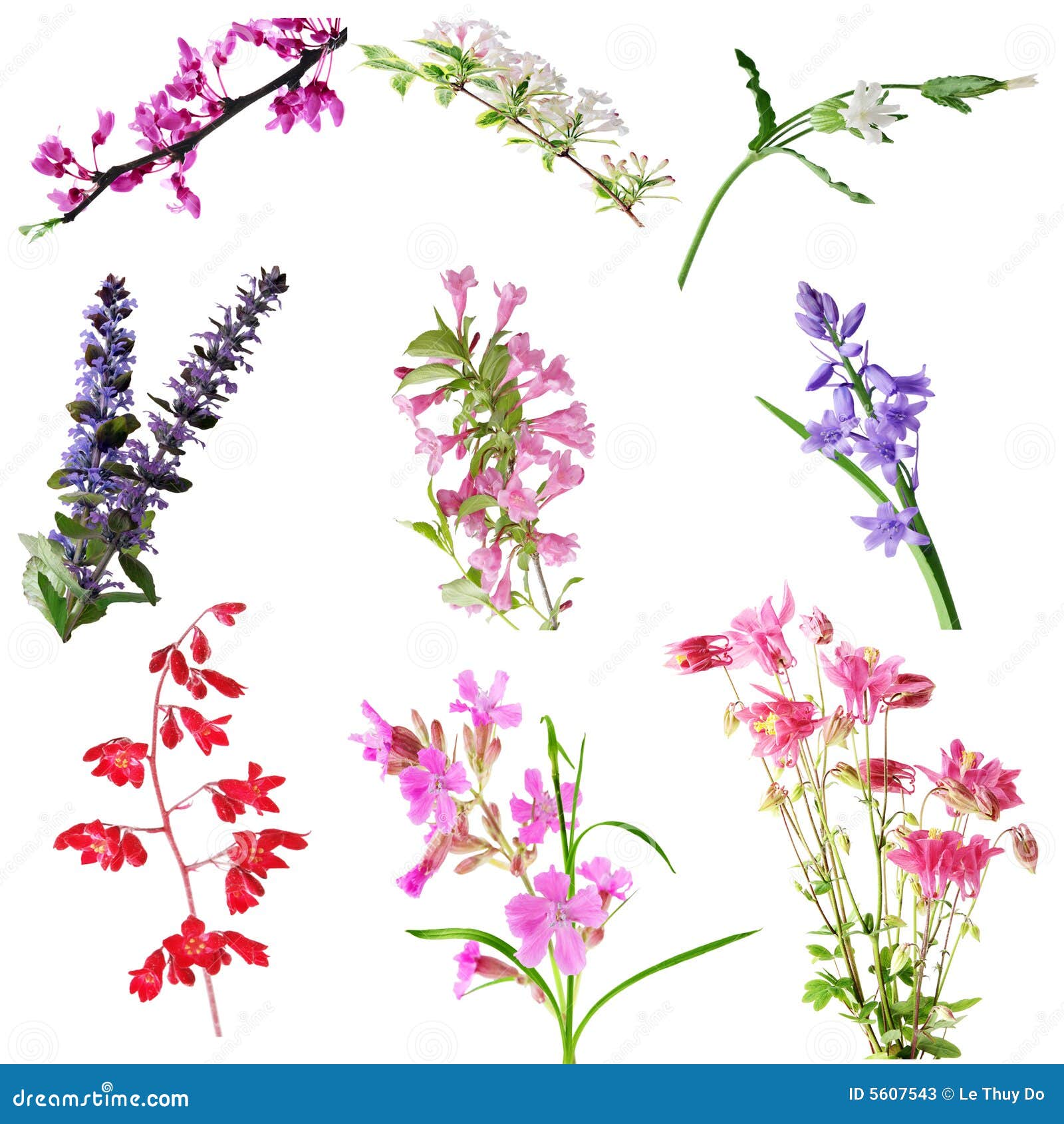 Flor del racimo imagen de archivo. Imagen de hoja, collage - 5607543