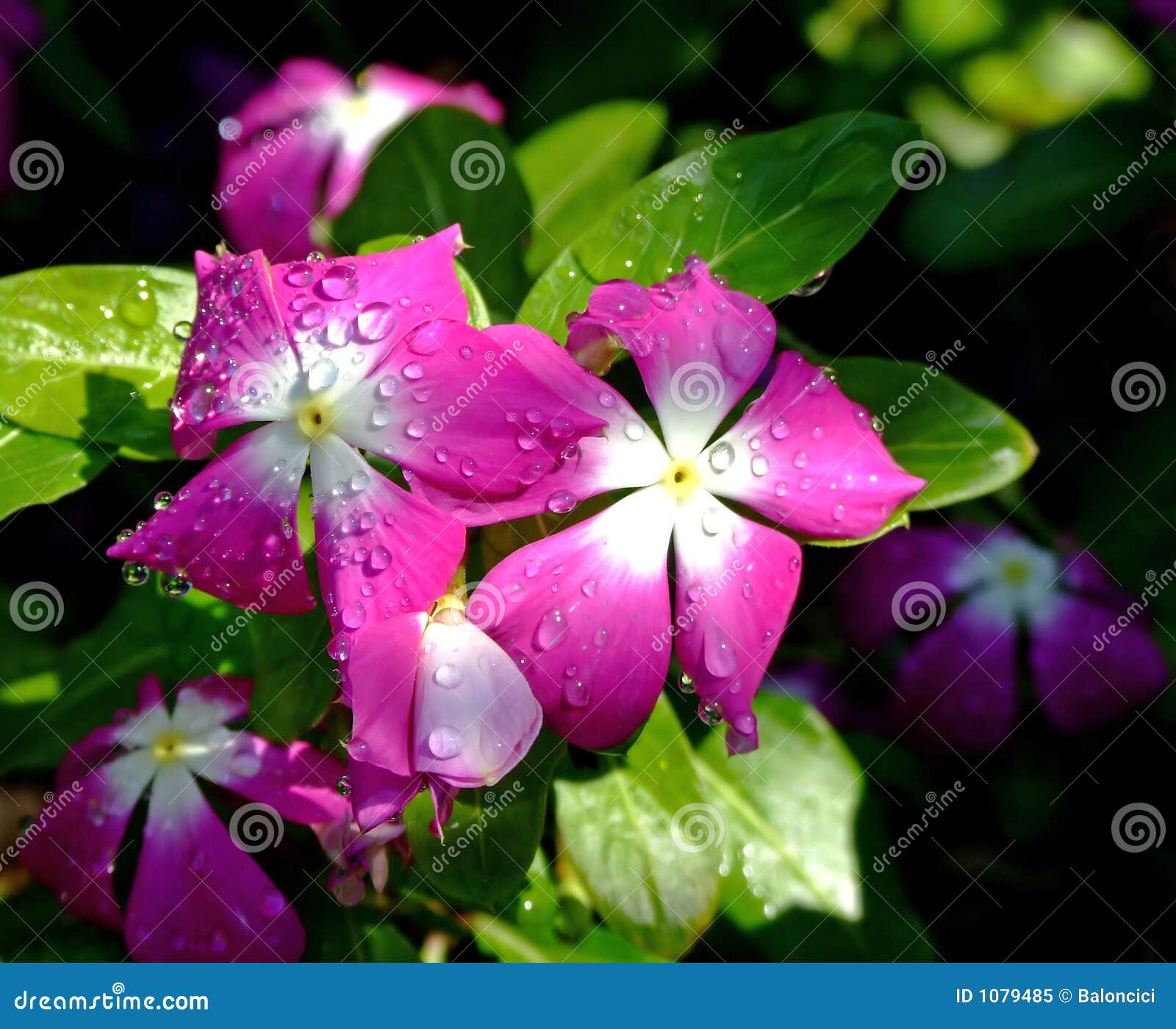 Flor del rocío imagen de archivo. Imagen de valentina - 1079485