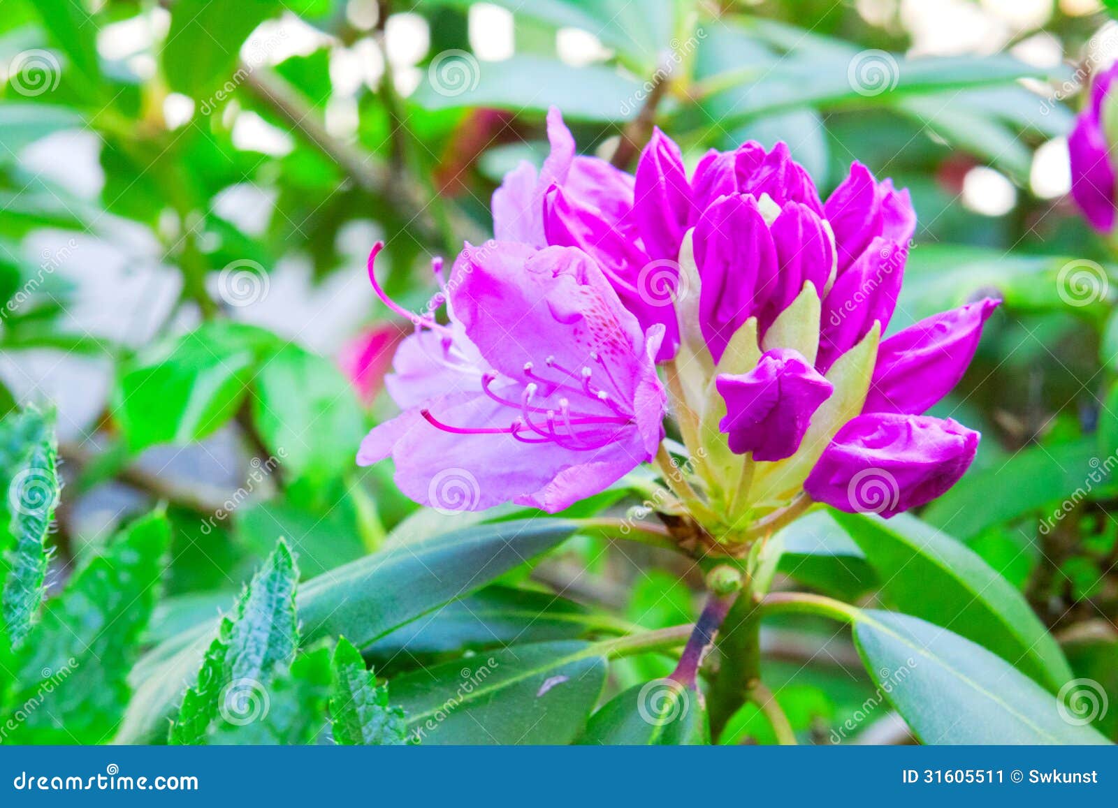 Flor del rododendro. imagen de archivo. Imagen de color - 31605511