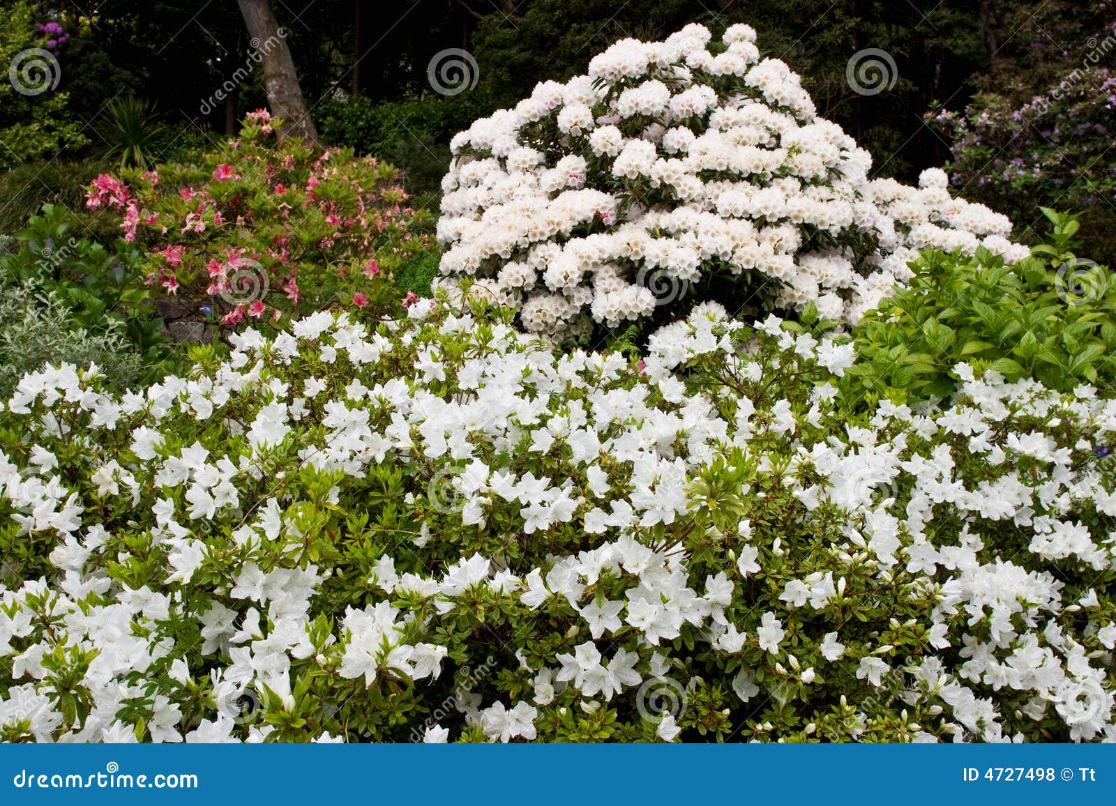 Flor del rododendro foto de archivo. Imagen de hojas, colorido - 4727498