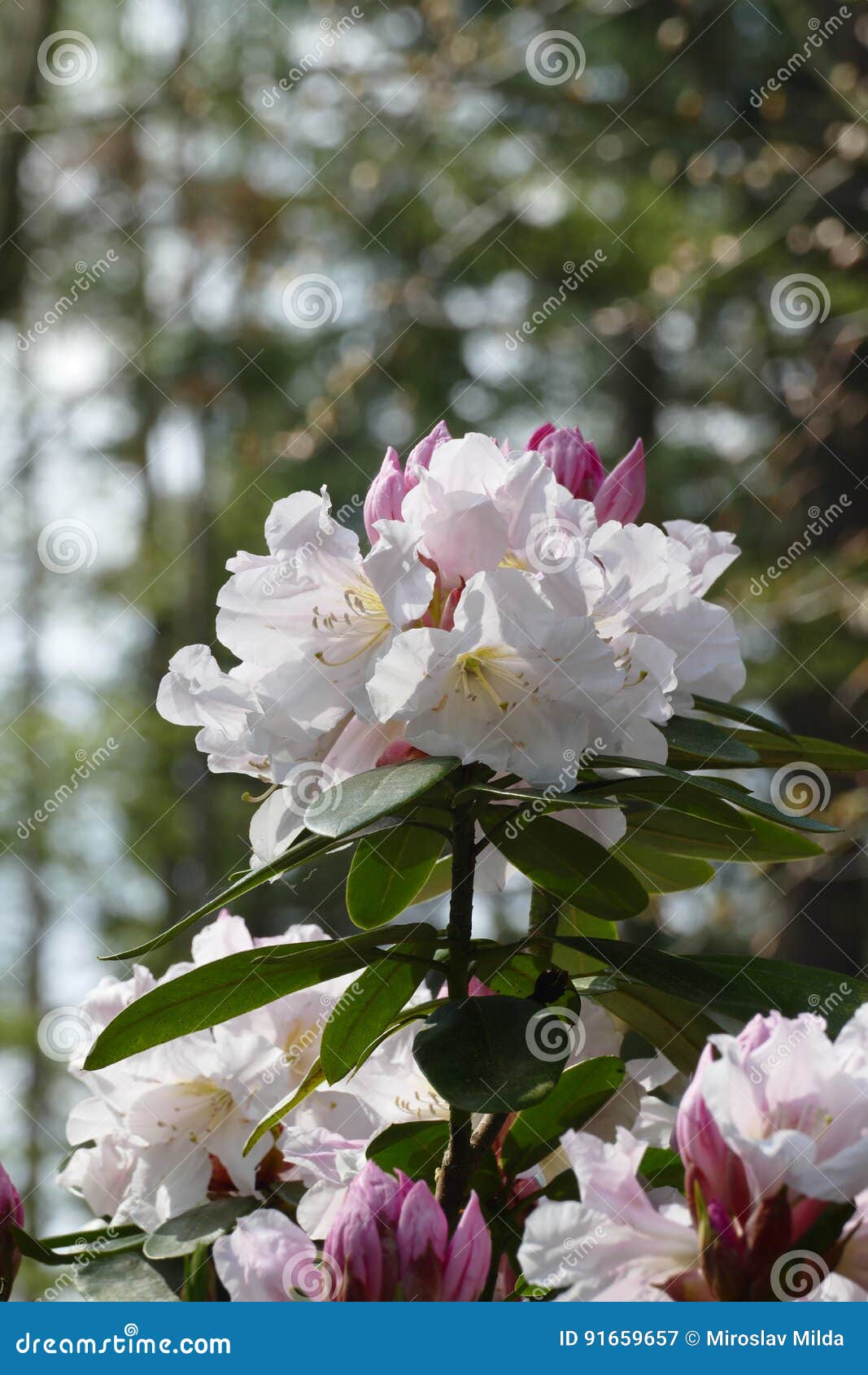 Flor del rododendro imagen de archivo. Imagen de cubo - 91659657