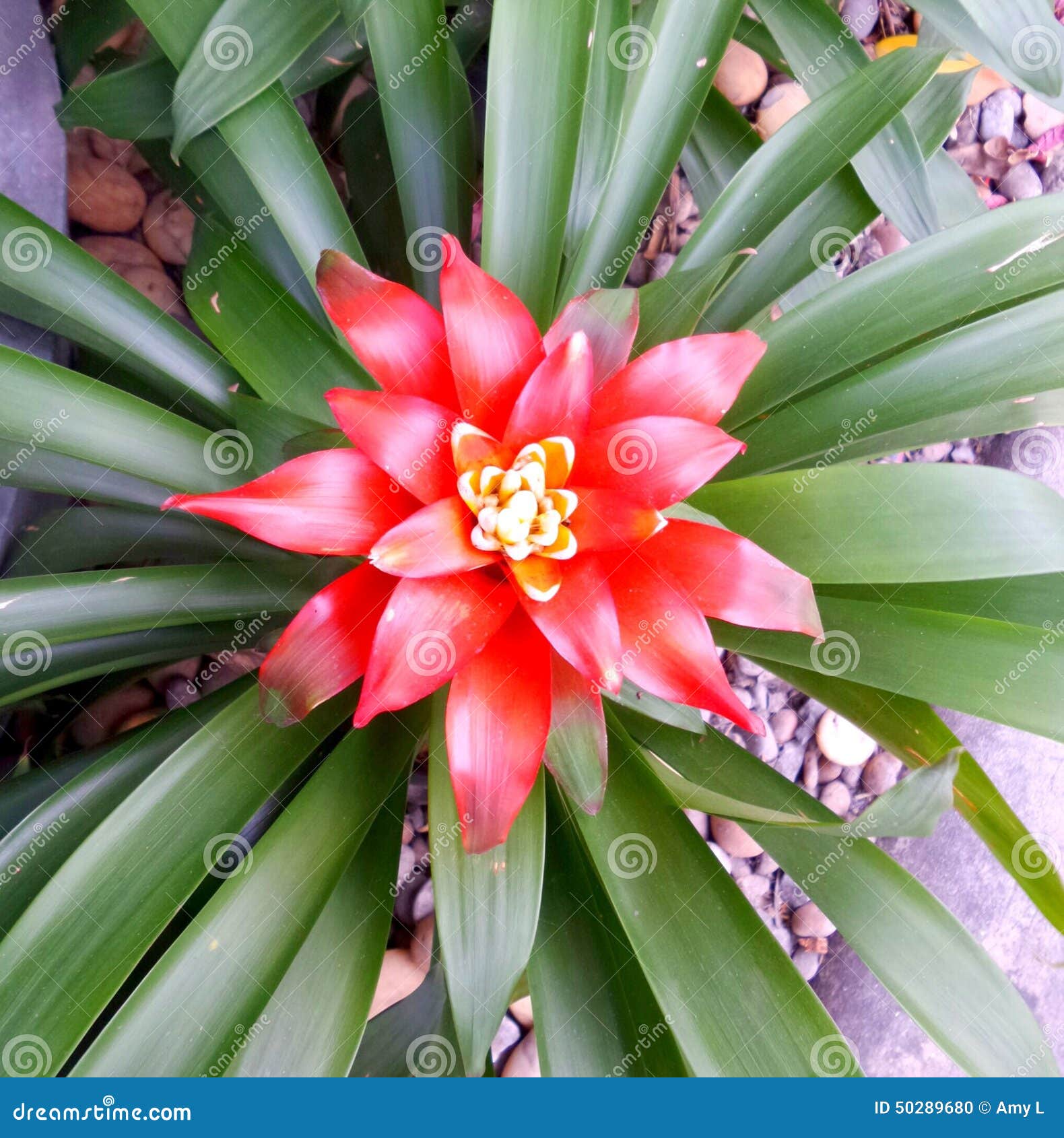 Flor Del Rojo De La Bromelia Foto de archivo - Imagen de rojo, flor ...