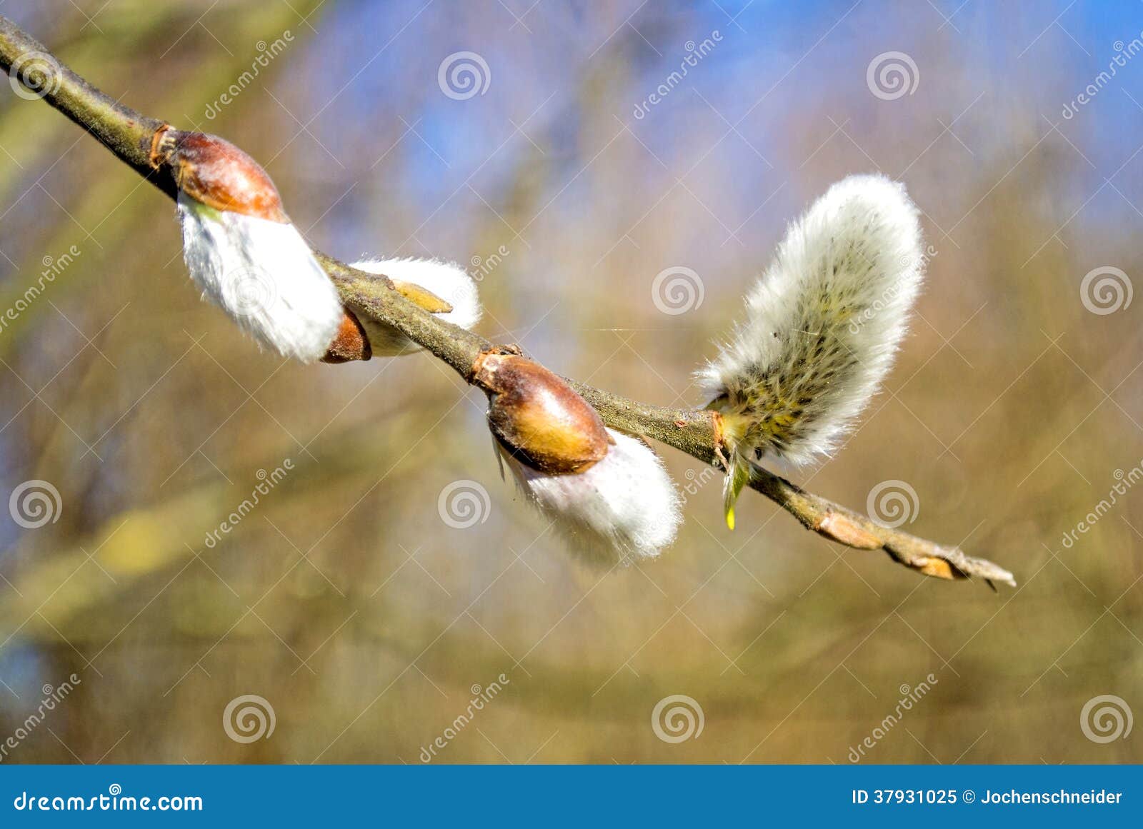 Flor del sauce imagen de archivo. Imagen de calabaza - 37931025
