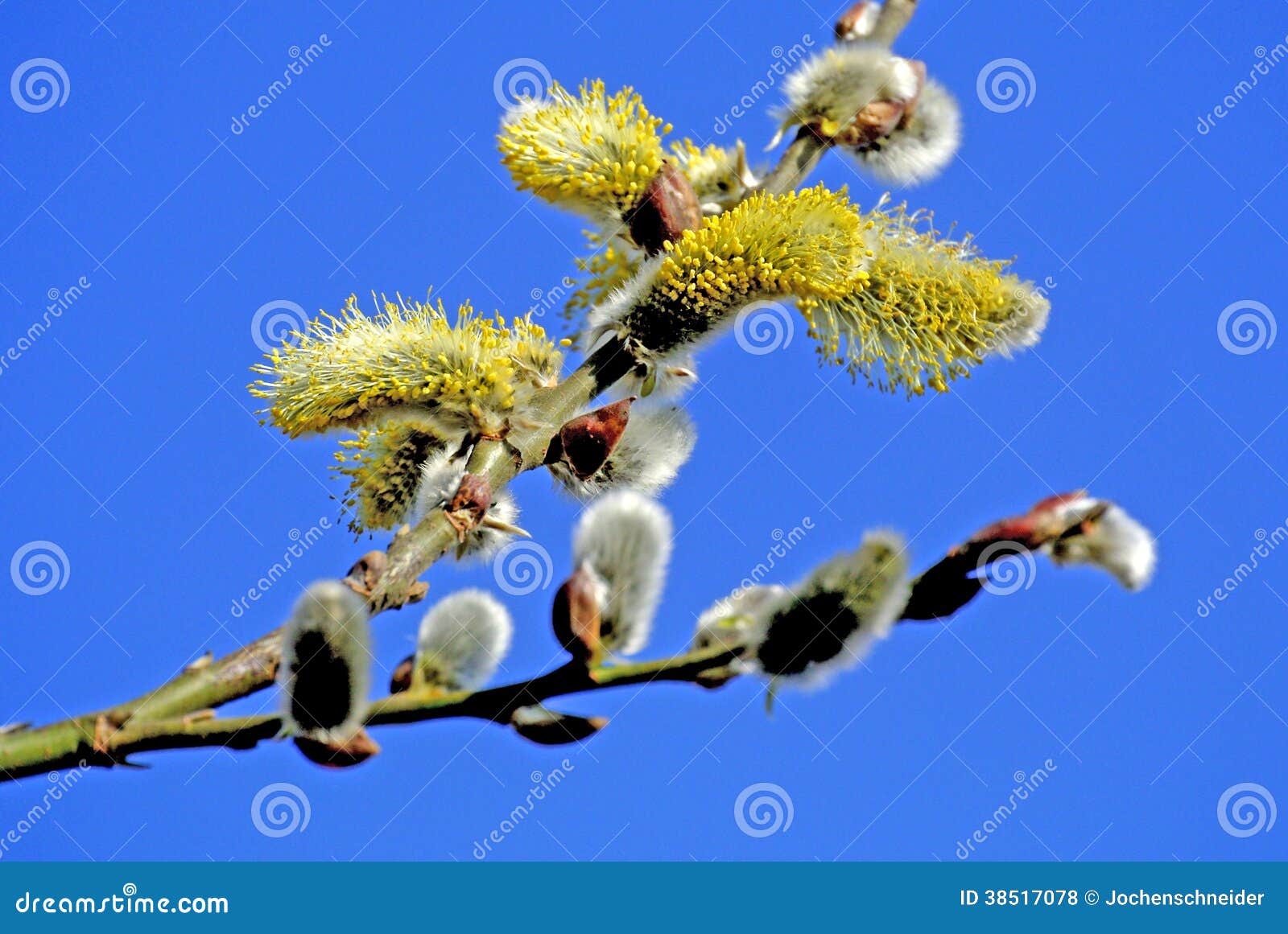 Flor del sauce foto de archivo. Imagen de ramita, pascua - 38517078