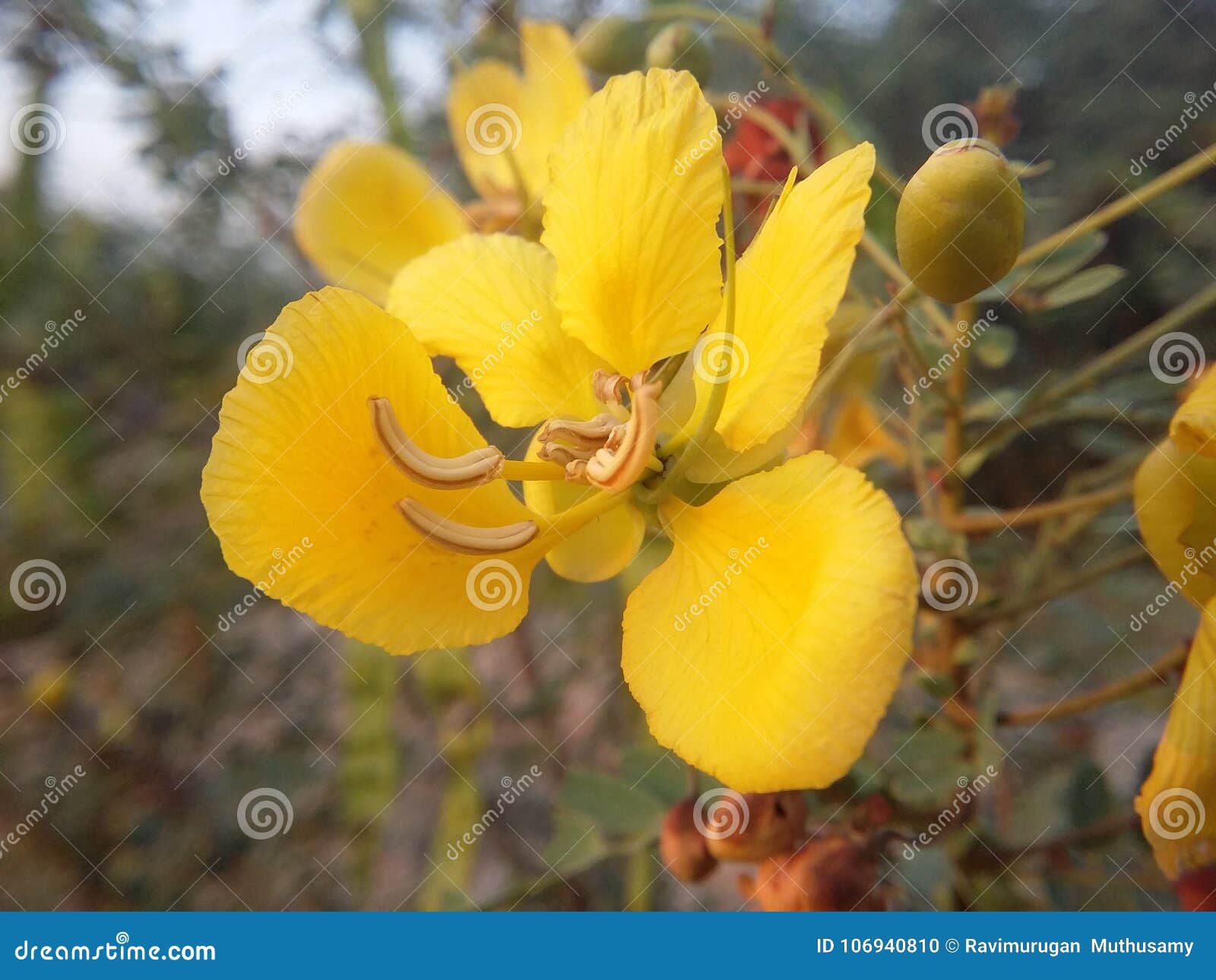 Flor Del Sen De Los Curtidores Foto de archivo - Imagen de flores, flor ...
