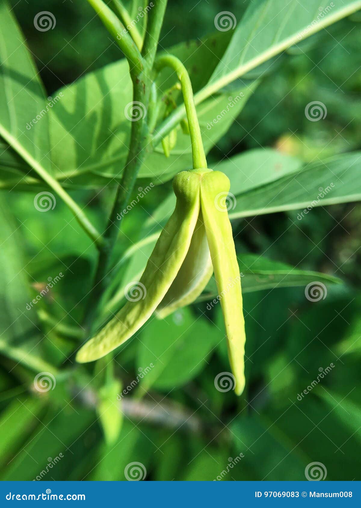 Flor Del Squamosa Del Annona Imagen de archivo - Imagen de floral, cubo ...
