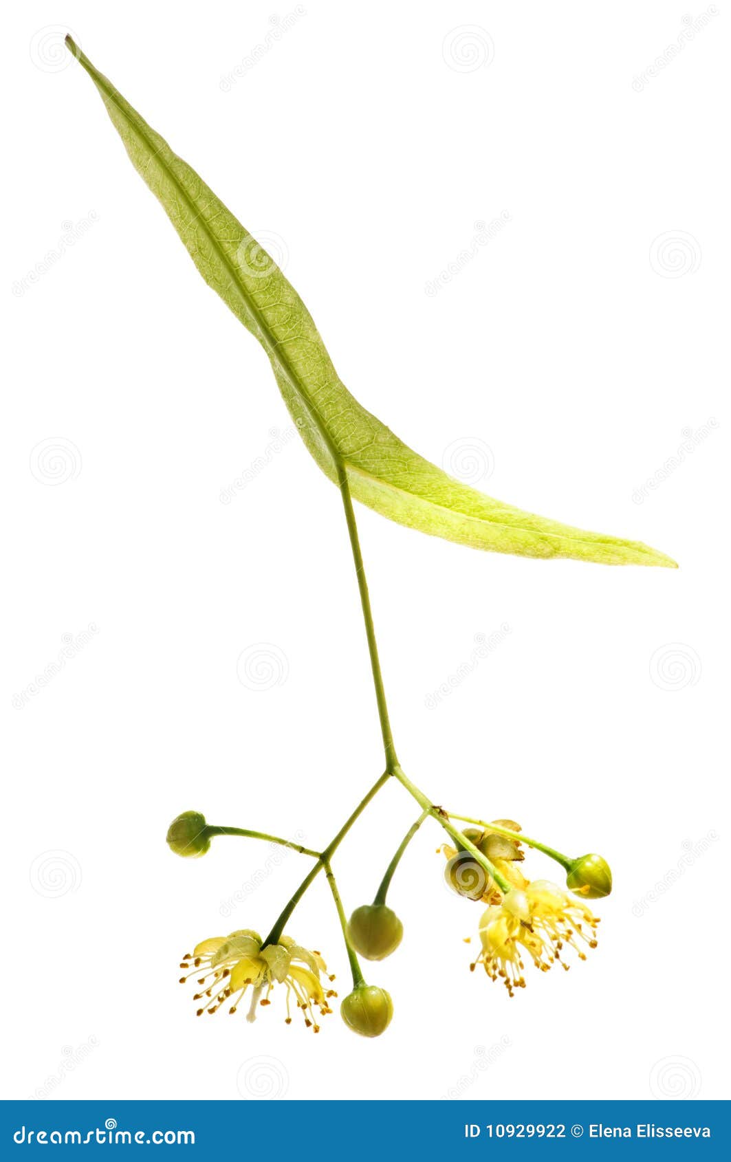 Flor del tilo foto de archivo. Imagen de blanco, horticultura - 10929922