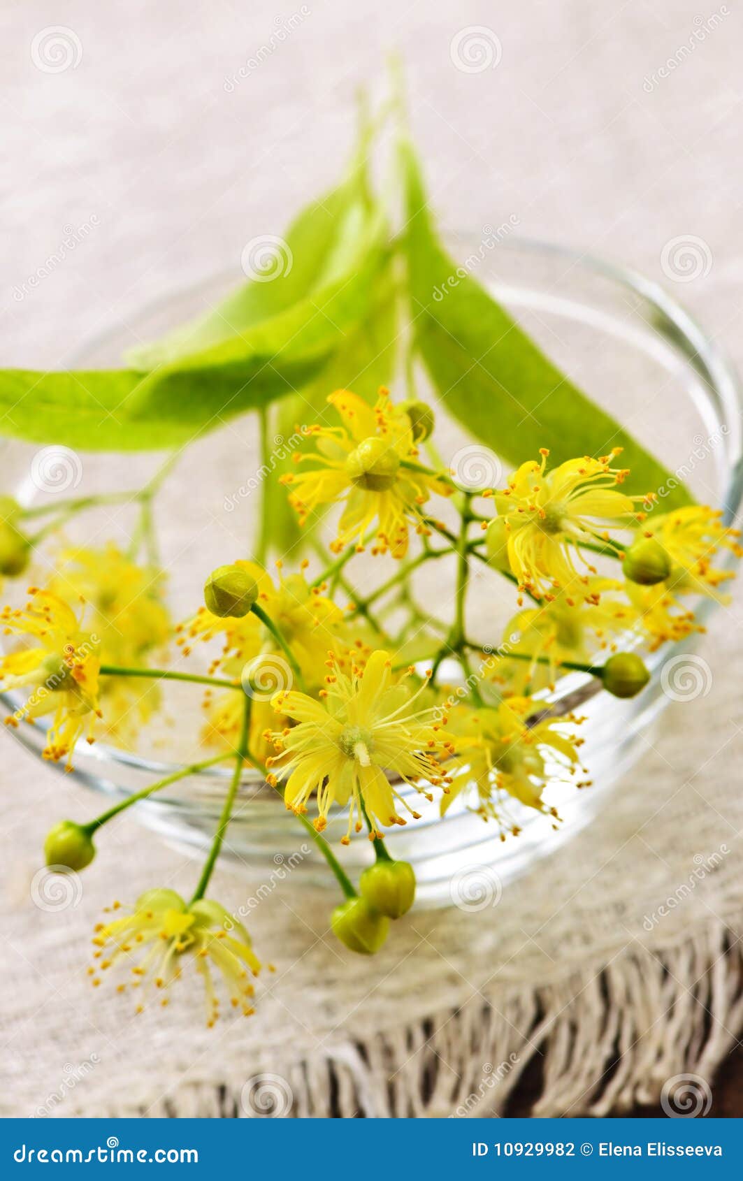Flor del tilo foto de archivo. Imagen de medicinal, detalle - 10929982