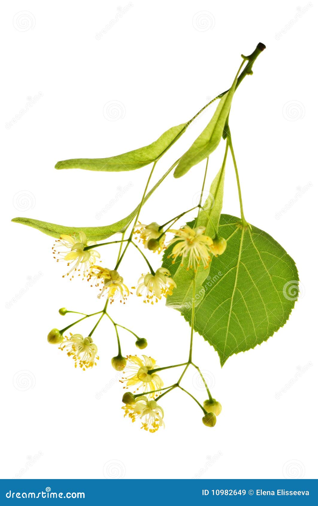 Flor del tilo imagen de archivo. Imagen de florecimiento - 10982649