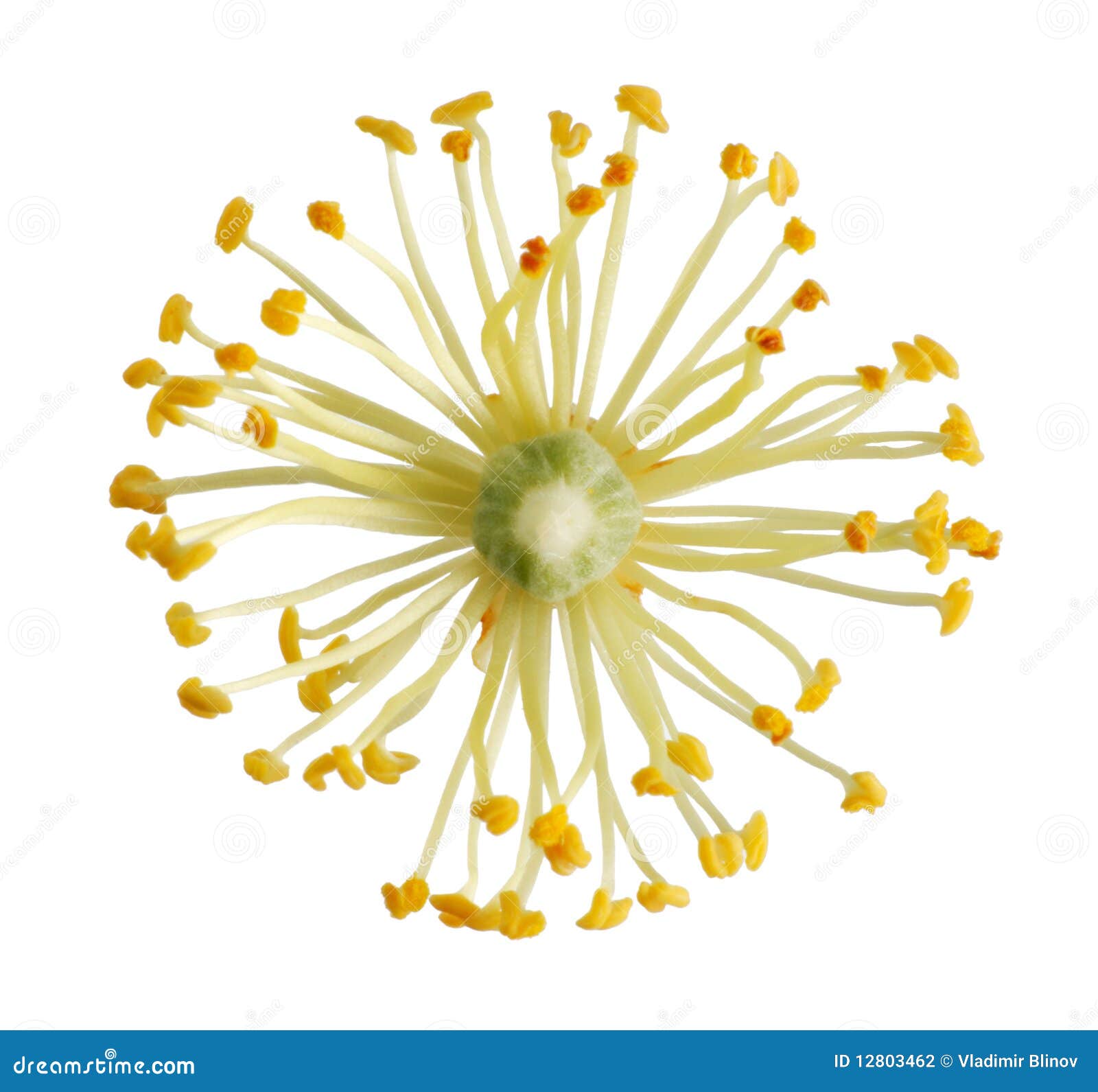 Flor del tilo foto de archivo. Imagen de estambres, flor - 12803462