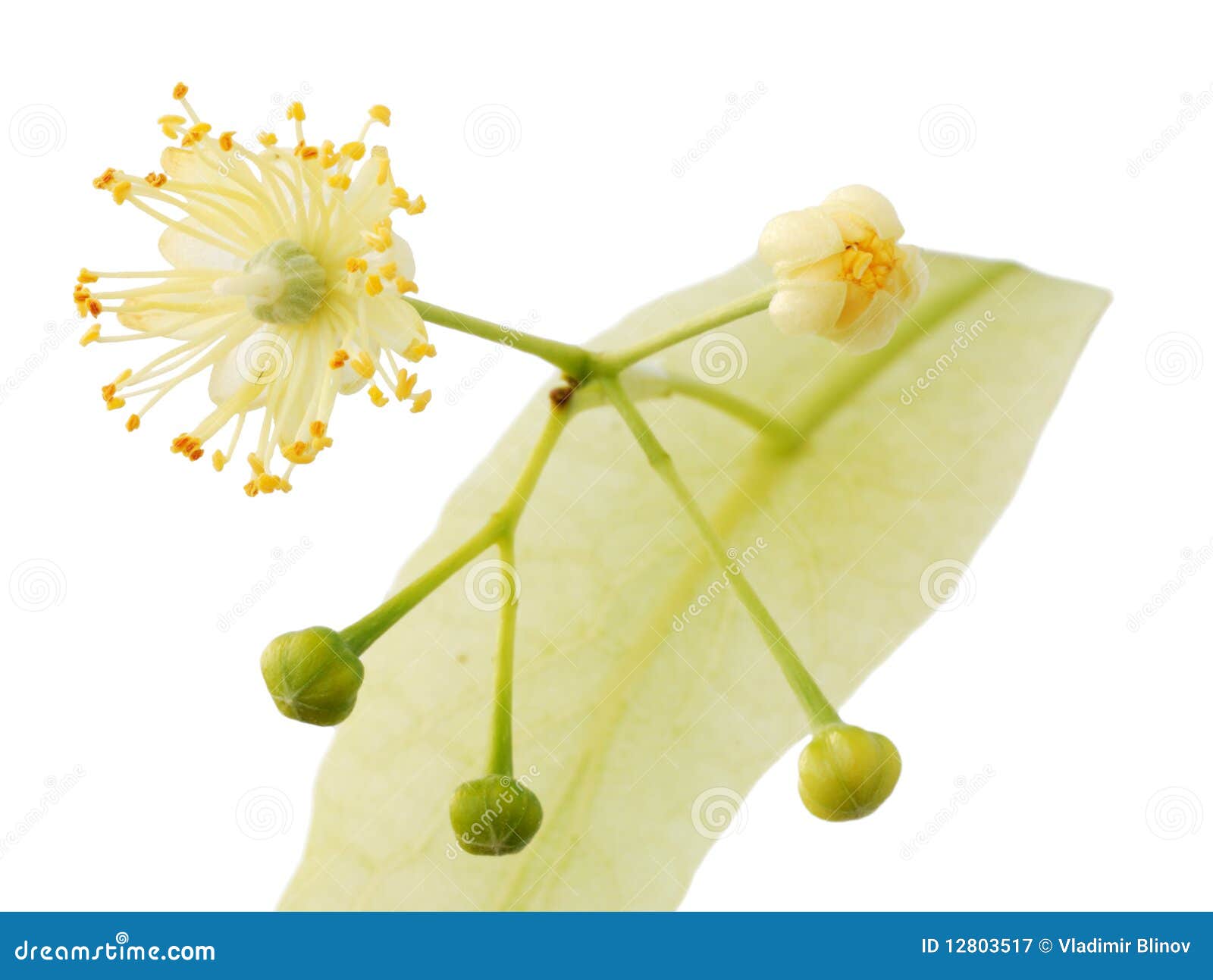 Flor del tilo imagen de archivo. Imagen de aislado, amarillo - 12803517