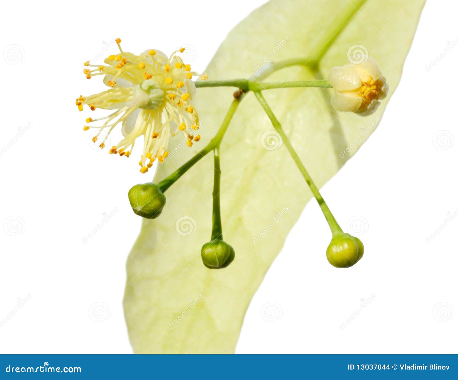 Flor del tilo foto de archivo. Imagen de cubo, aislado - 13037044