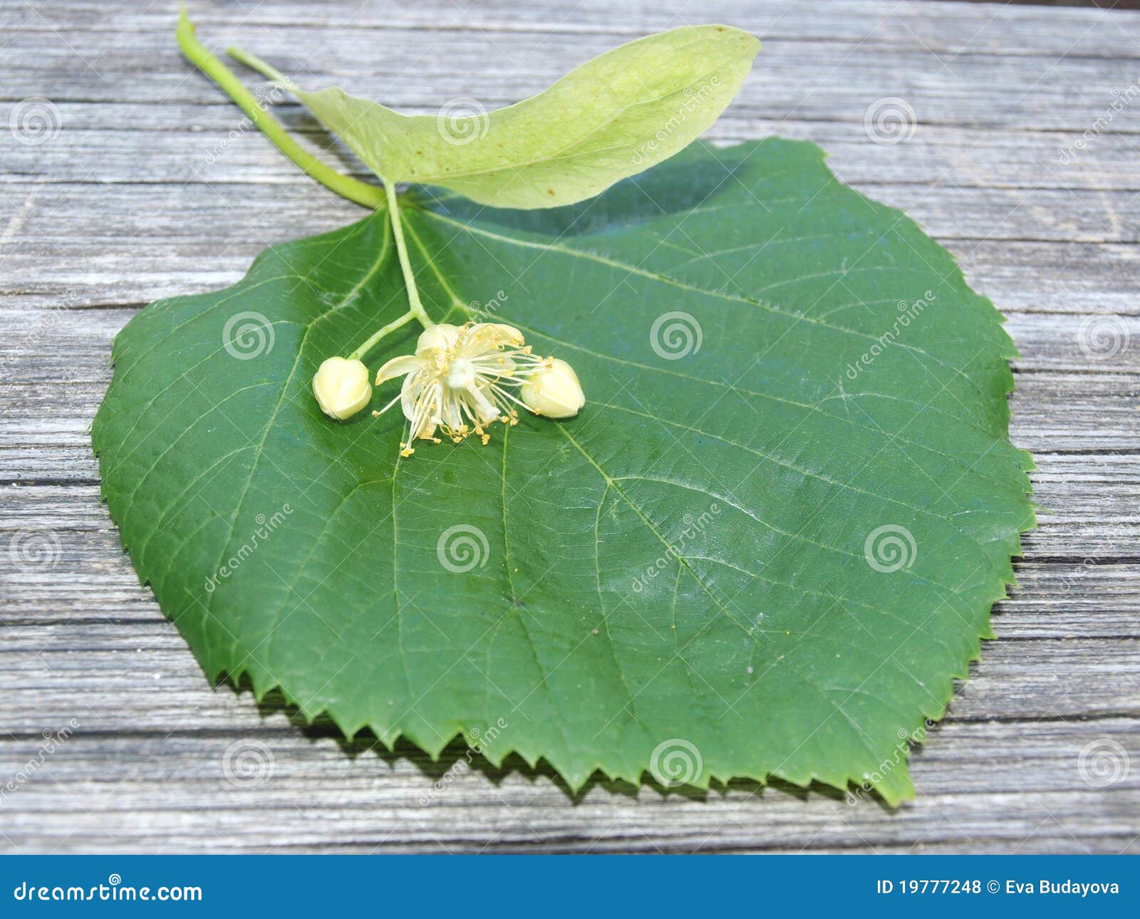 Flor del tilo foto de archivo. Imagen de hierbas, florecimiento - 19777248