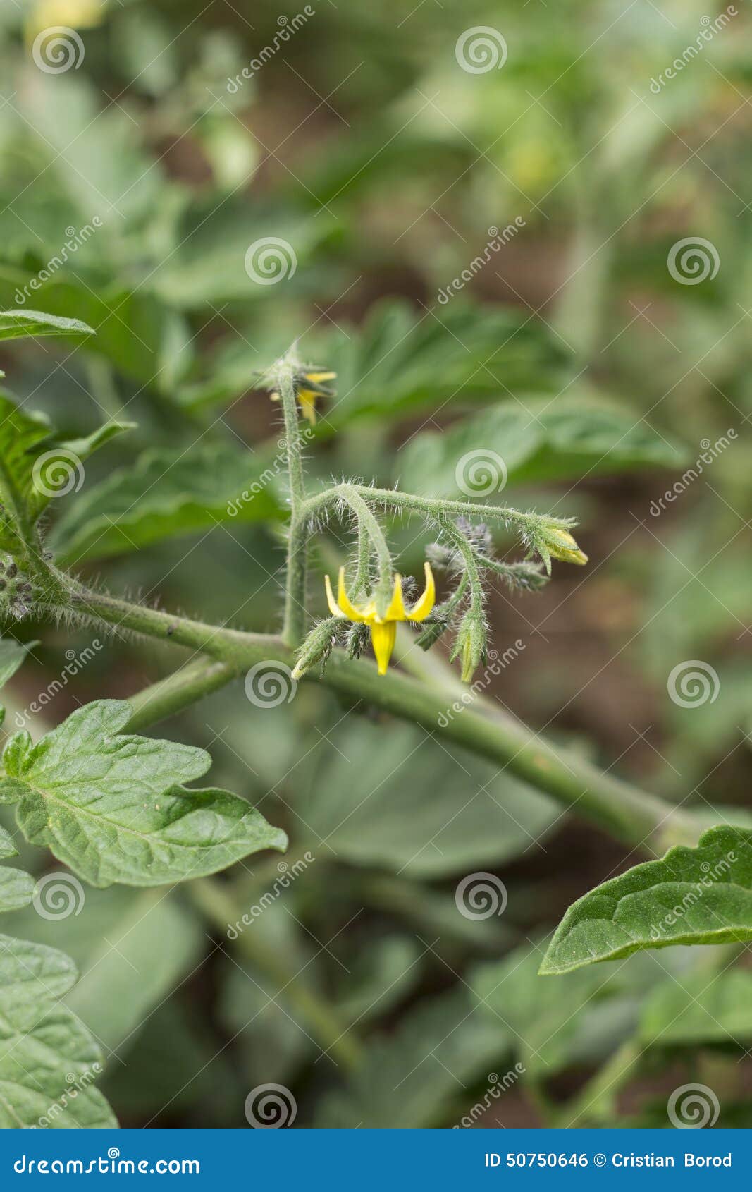 Flor del tomate foto de archivo. Imagen de macro, tomate - 50750646