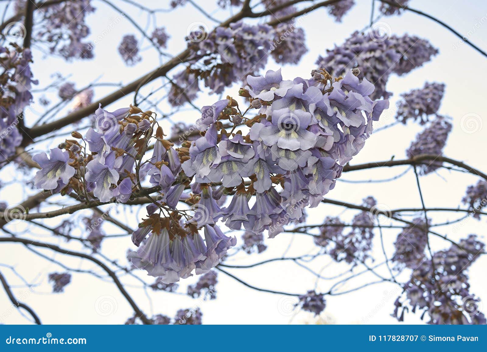 Flor Del Tomentosa Del Paulownia Imagen de archivo - Imagen de lavanda ...