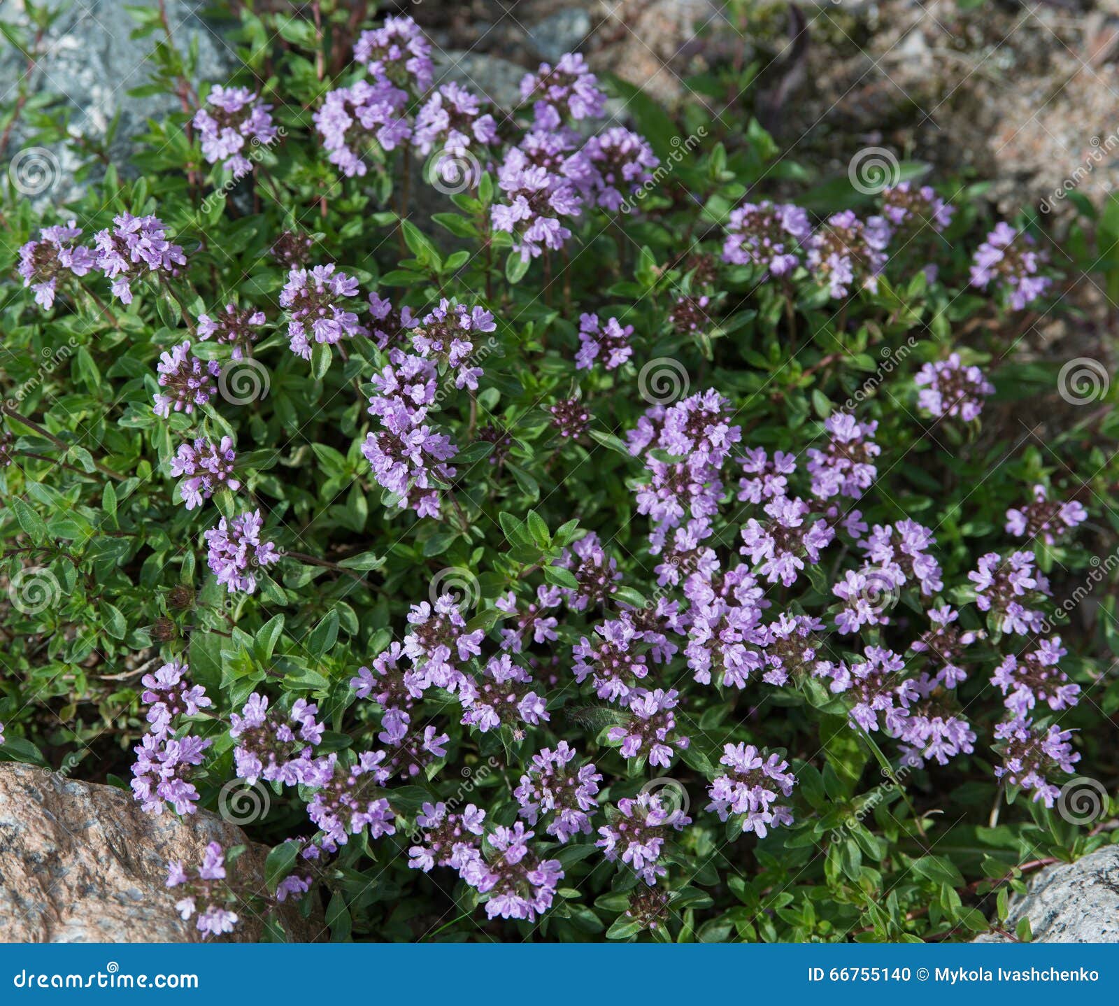 Flor del tomillo foto de archivo. Imagen de ambiente - 66755140