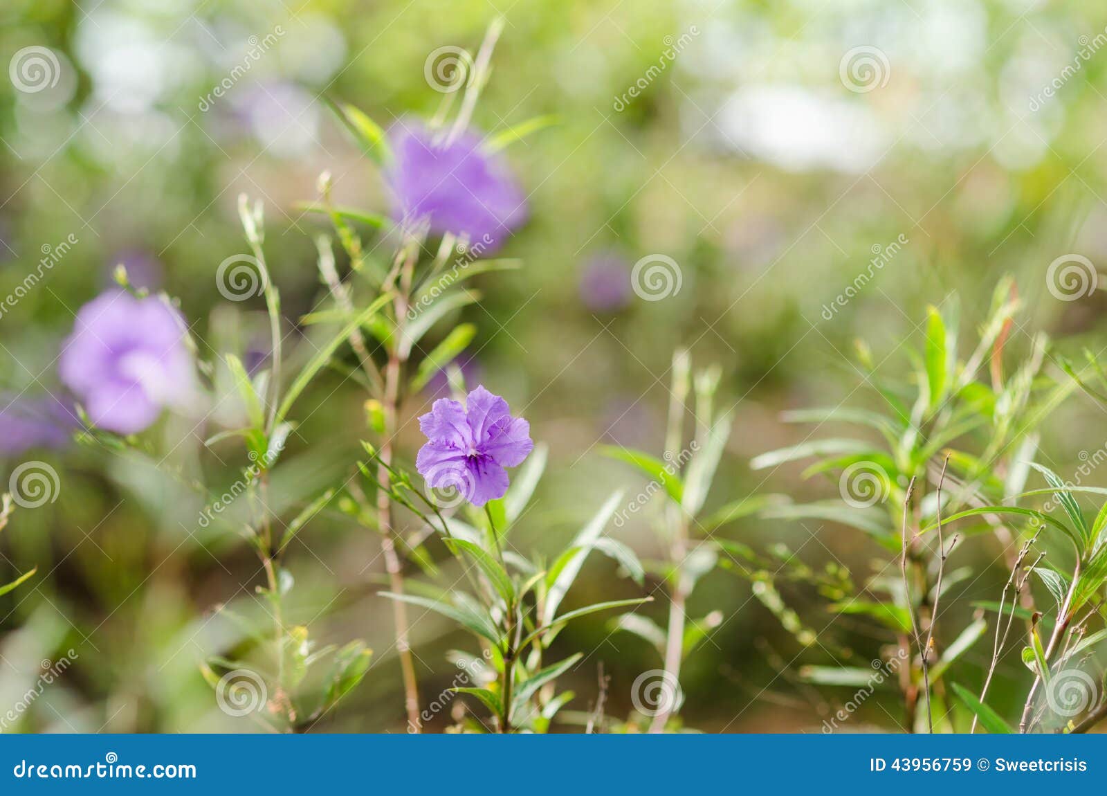 Flor Del Tuberosa De Ruellia Imagen de archivo - Imagen de salud, color ...