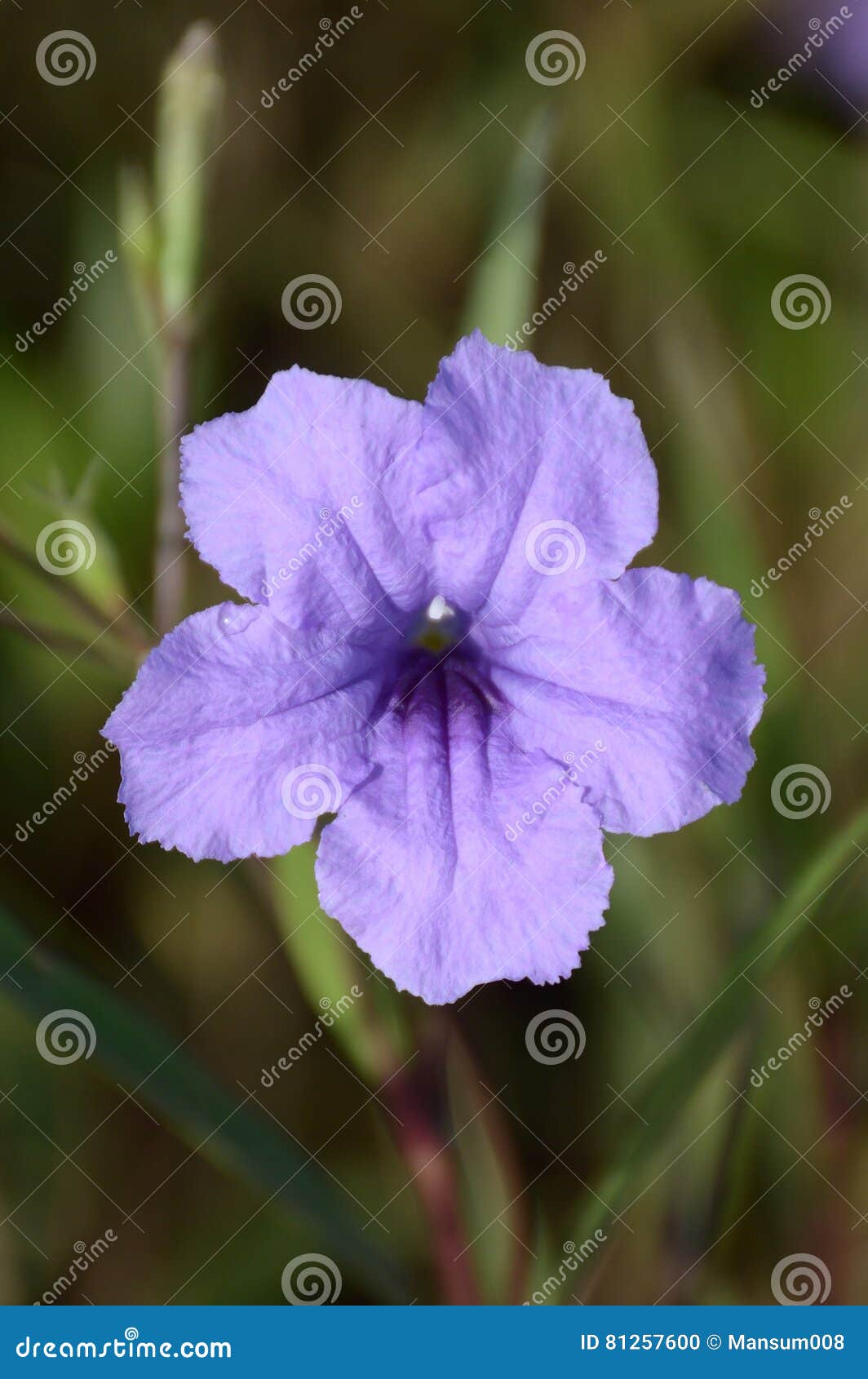 Flor Del Tuberosa De Ruellia Foto de archivo - Imagen de cosa, plantas ...