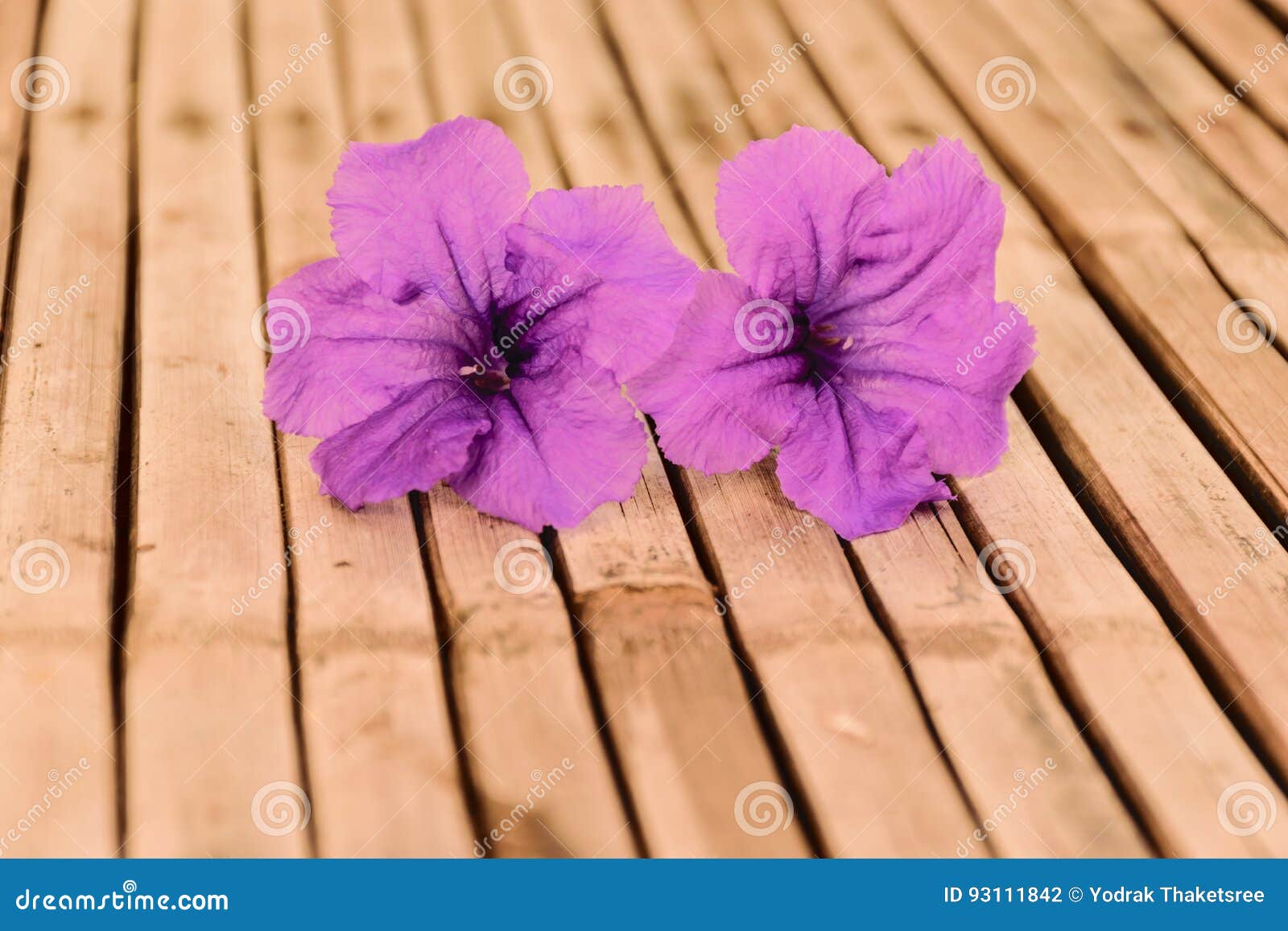 Flor Del Tuberosa De Ruellia Foto de archivo - Imagen de flor, planta ...