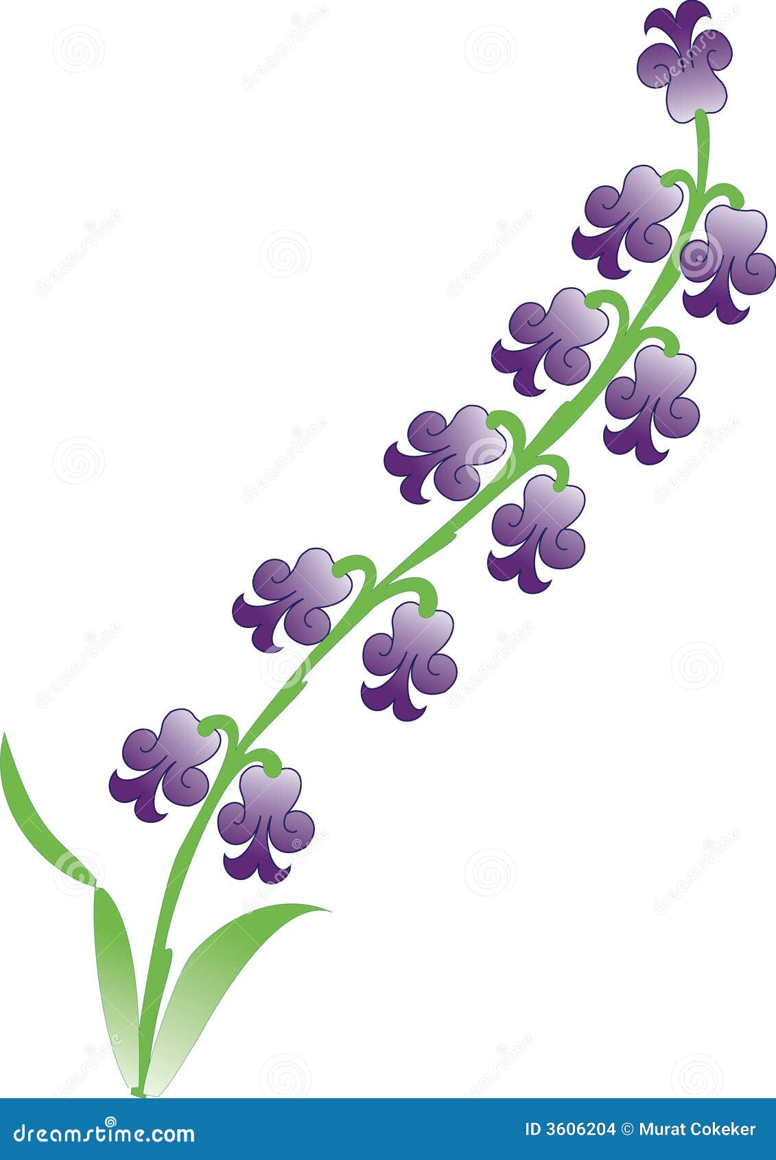 Flor Del Vector Del Jacinto Imagen. Imagen: 3606204