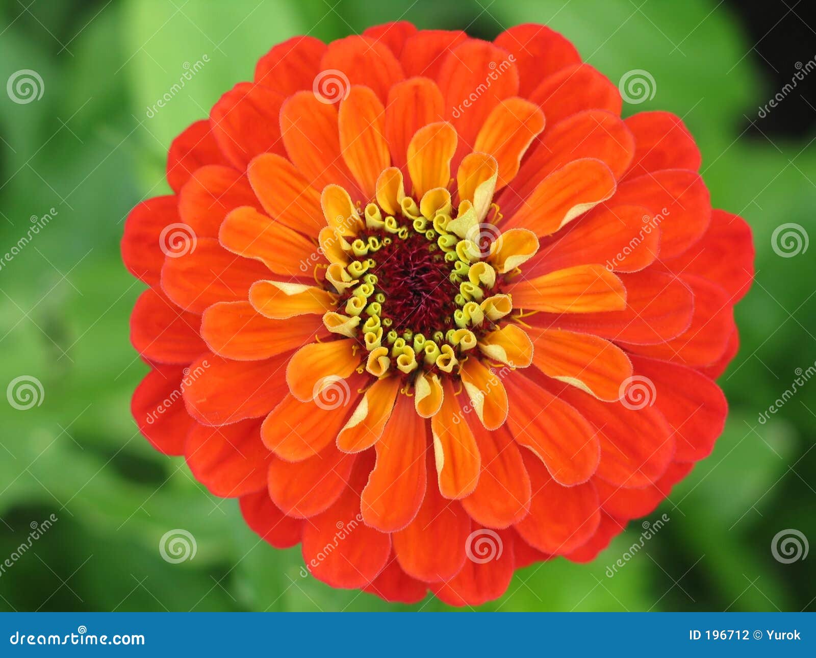 Flor del Zinnia foto de archivo. Imagen de esfera, cierre - 196712