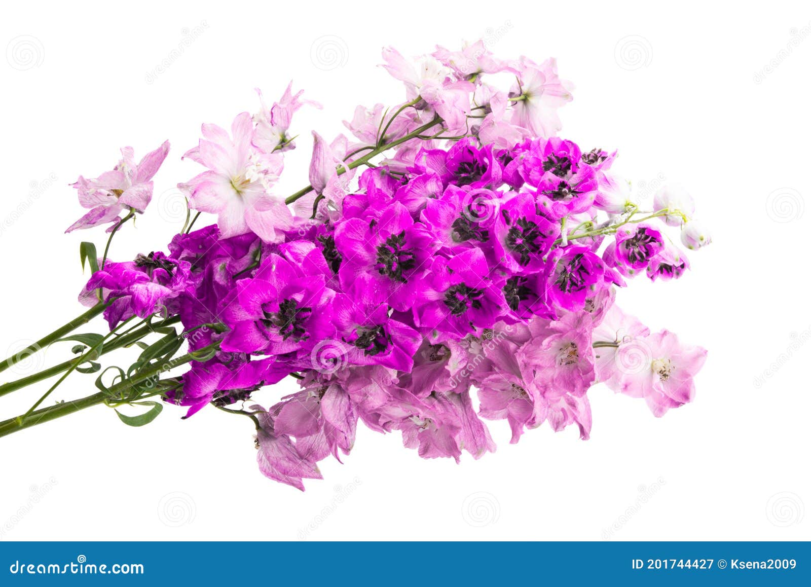 Flor delfinio aislada imagen de archivo. Imagen de larkspur - 201744427