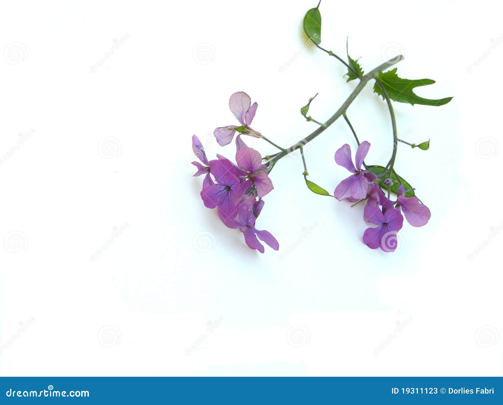 Flor delicada imagem de stock. Imagem de fundo, mola - 19311123