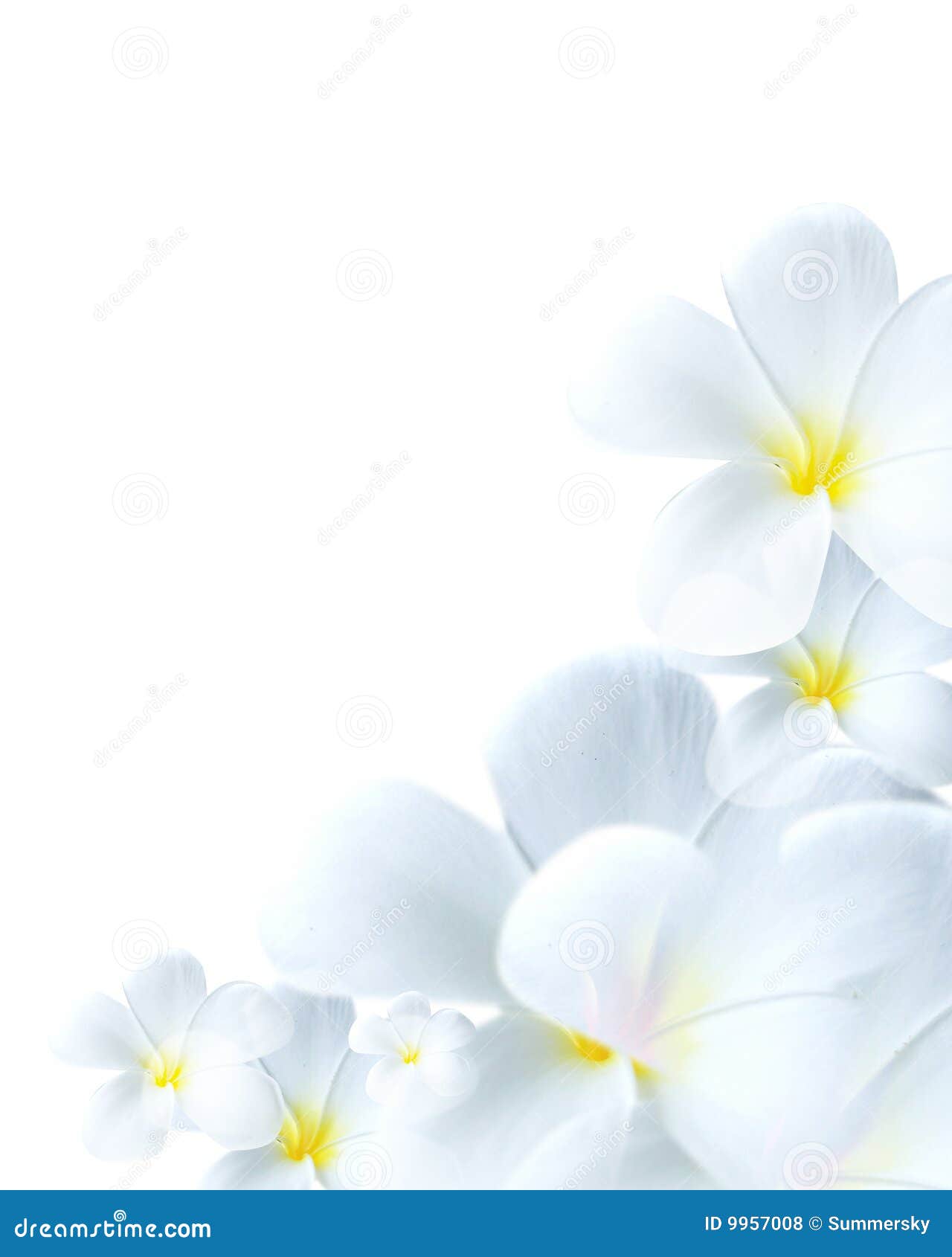 Flor Delicada Da Flor Branca Foto de Stock - Imagem de bonito, detalhes ...