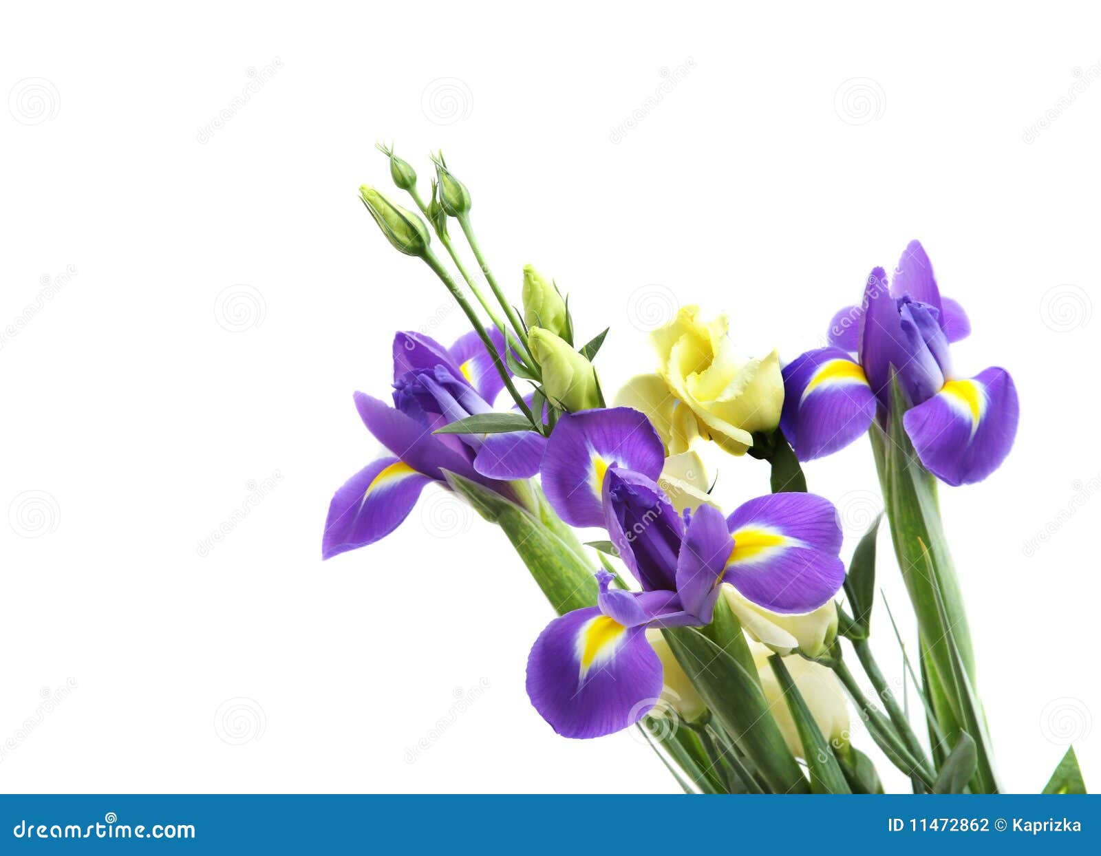 Flor delicada en un blanco foto de archivo. Imagen de blanco - 11472862