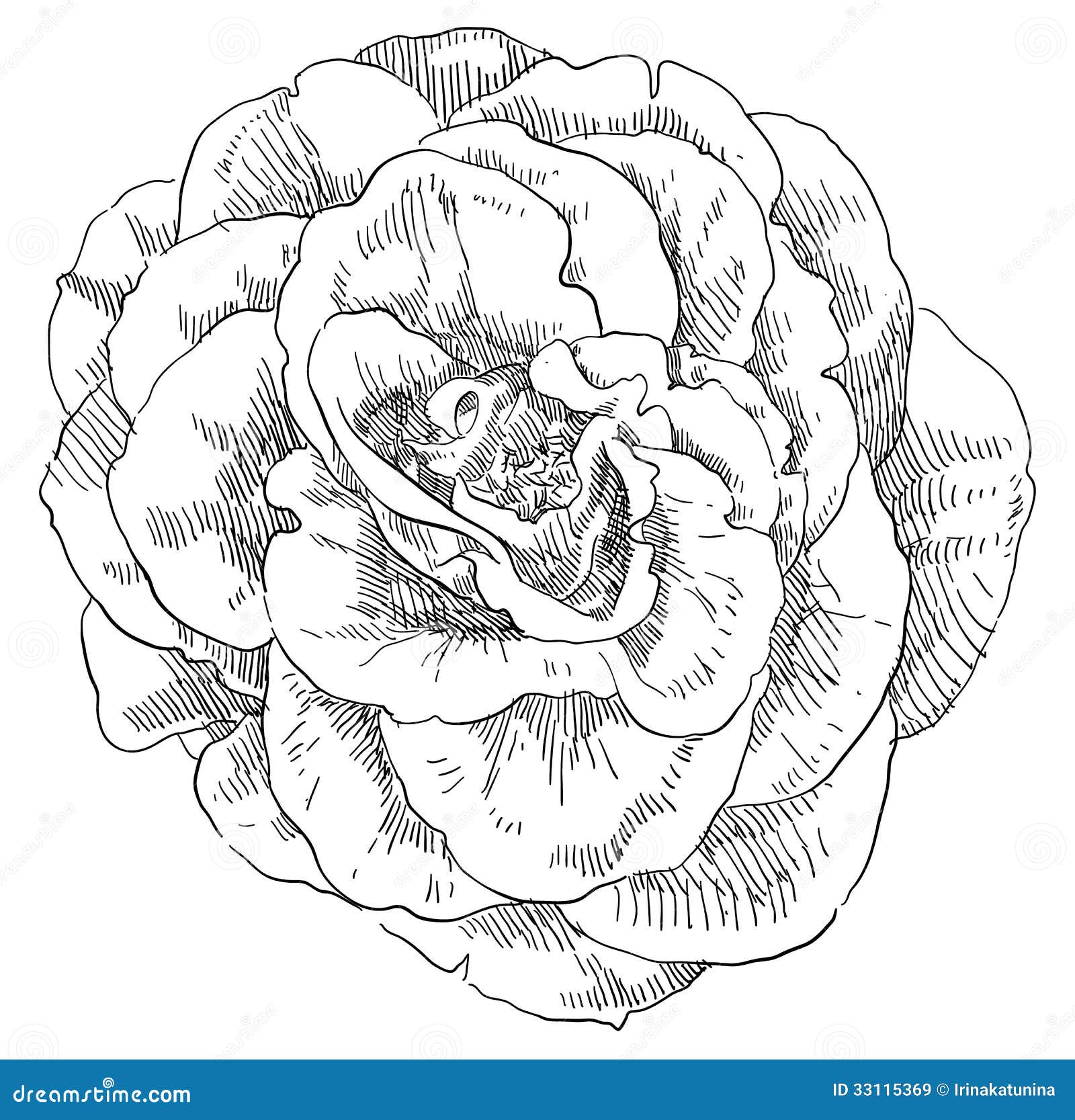 Flor dibujada mano ilustración del vector. Ilustración de renacimiento ...