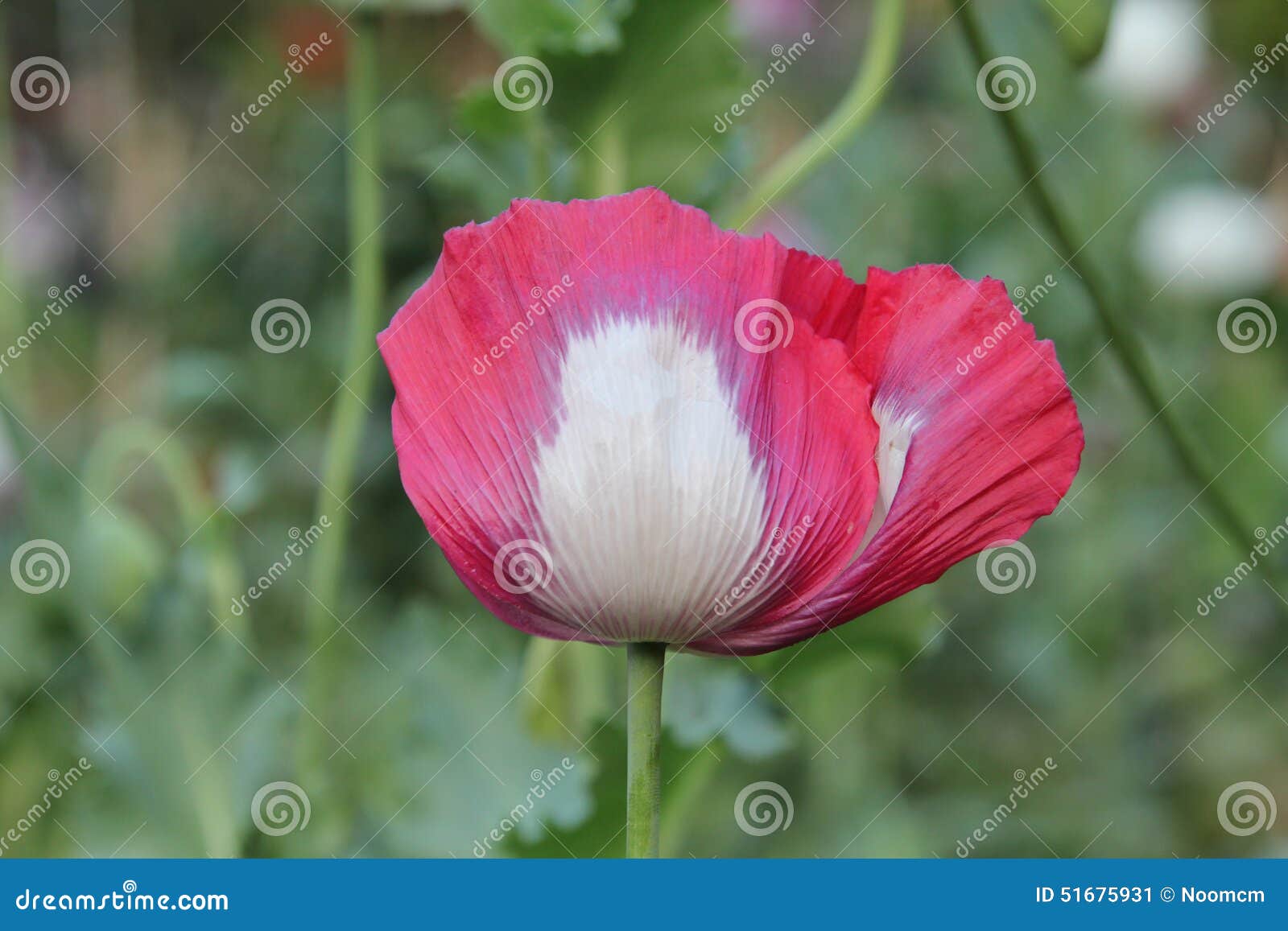 Flor do ópio imagem de stock. Imagem de vida, opiato - 51675931