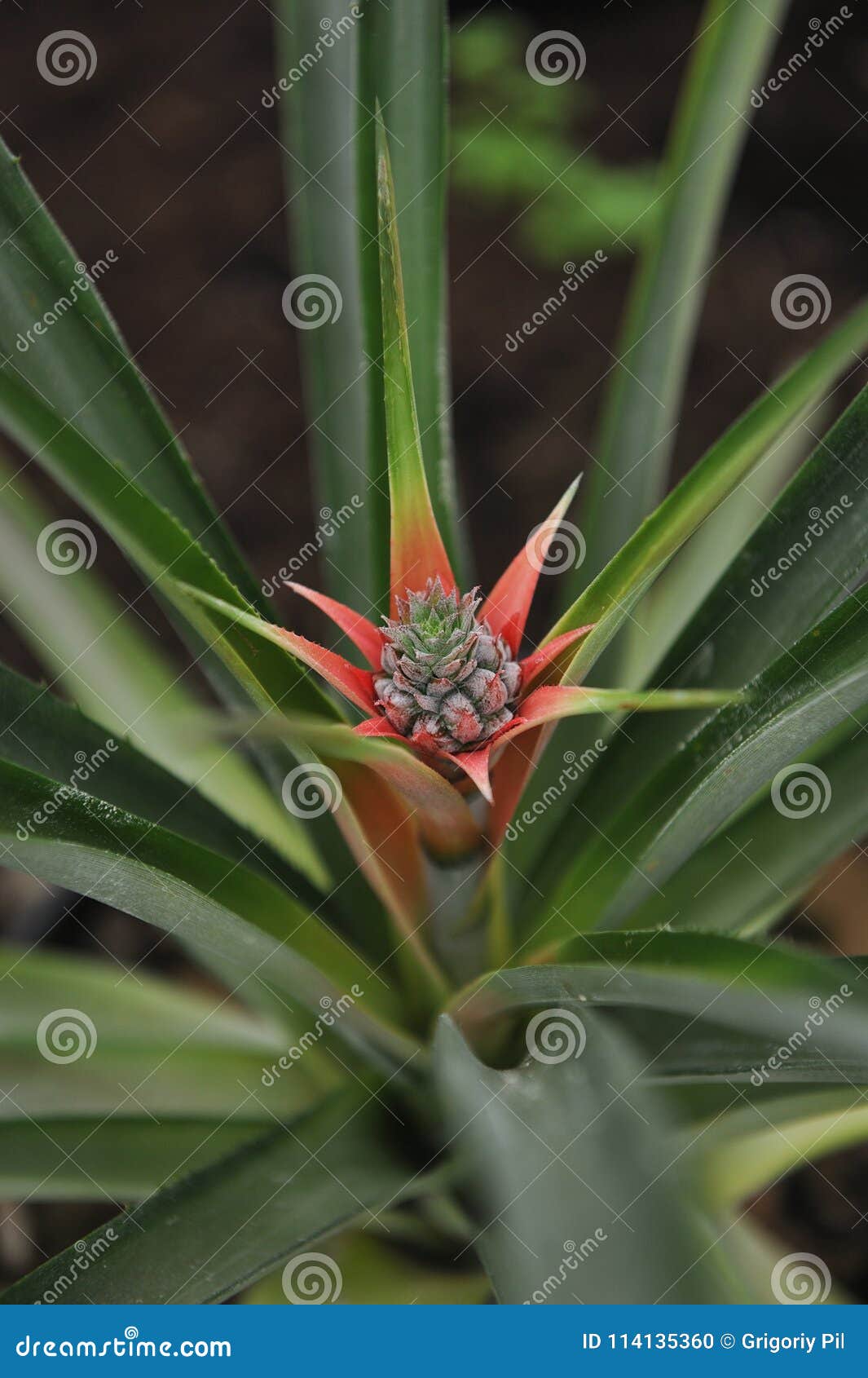 Flor do abacaxi foto de stock. Imagem de verde, alimento - 114135360