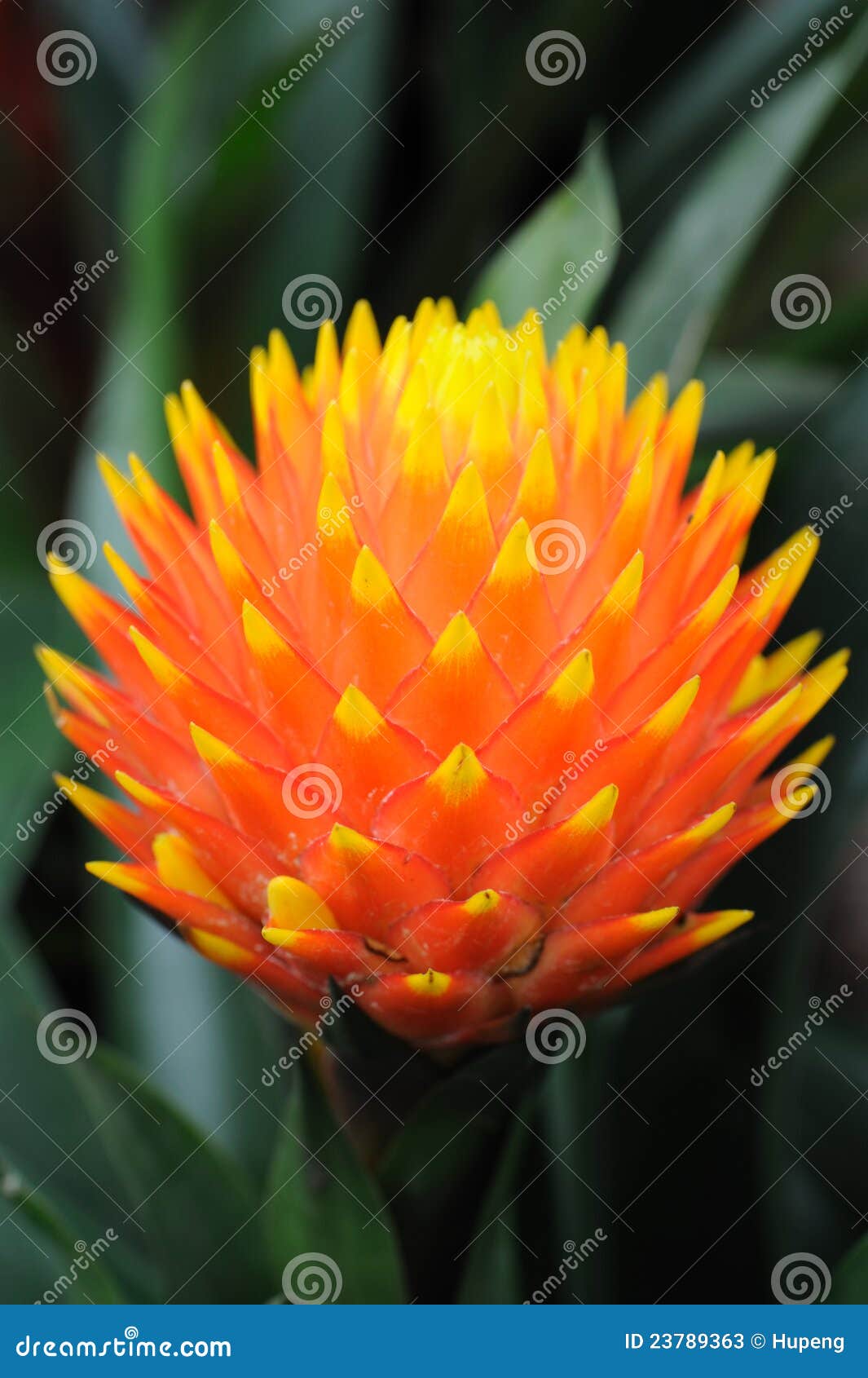 Flor do abacaxi imagem de stock. Imagem de tropical, jardim - 23789363