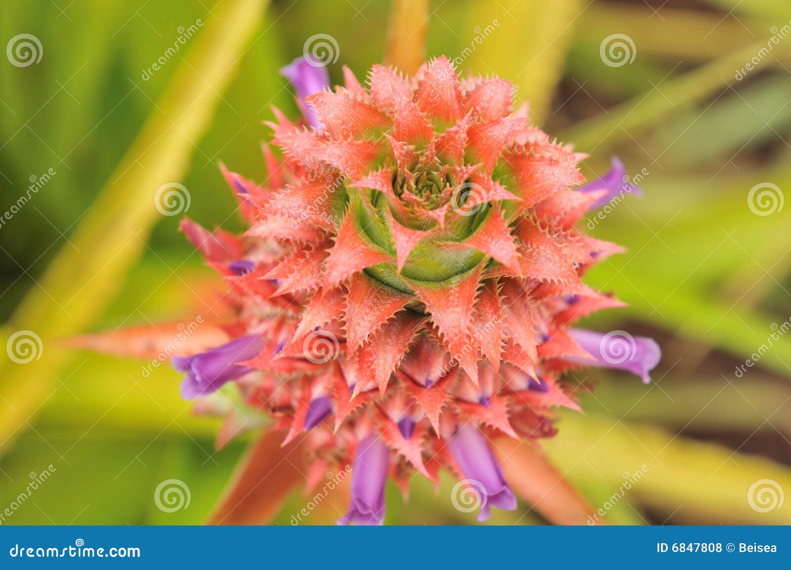 Flor do abacaxi foto de stock. Imagem de fruta, planta - 6847808
