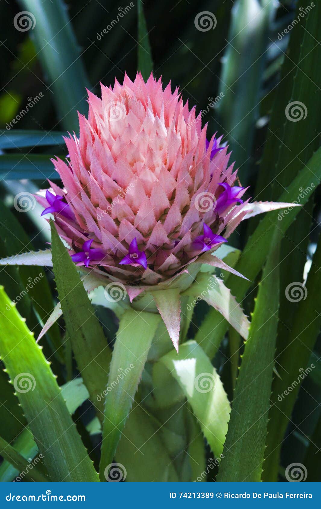 A flor do abacaxi bonito imagem de stock. Imagem de jardinar - 74213389