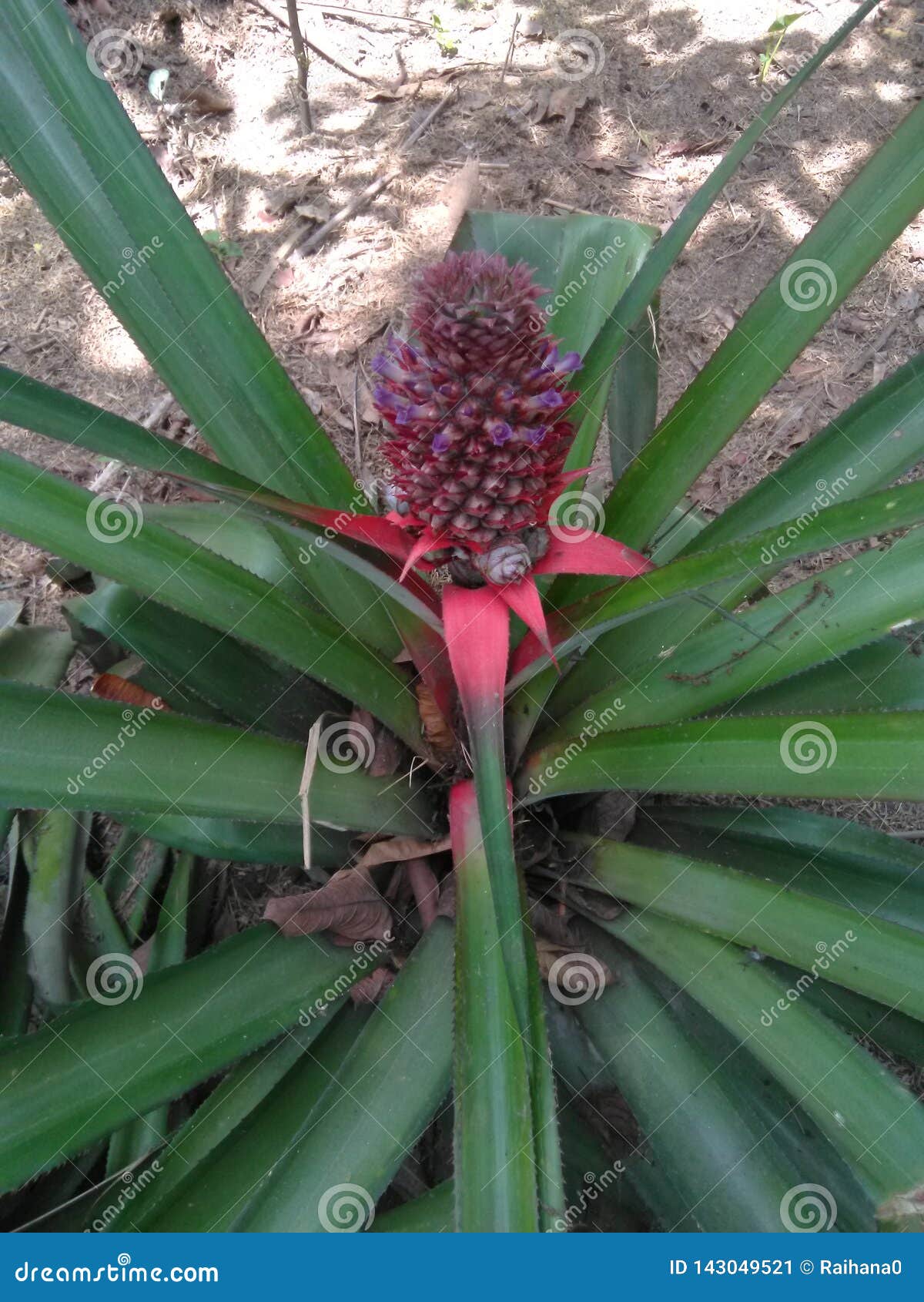 Flor do abacaxi imagem de stock. Imagem de abacaxi, fruta - 143049521