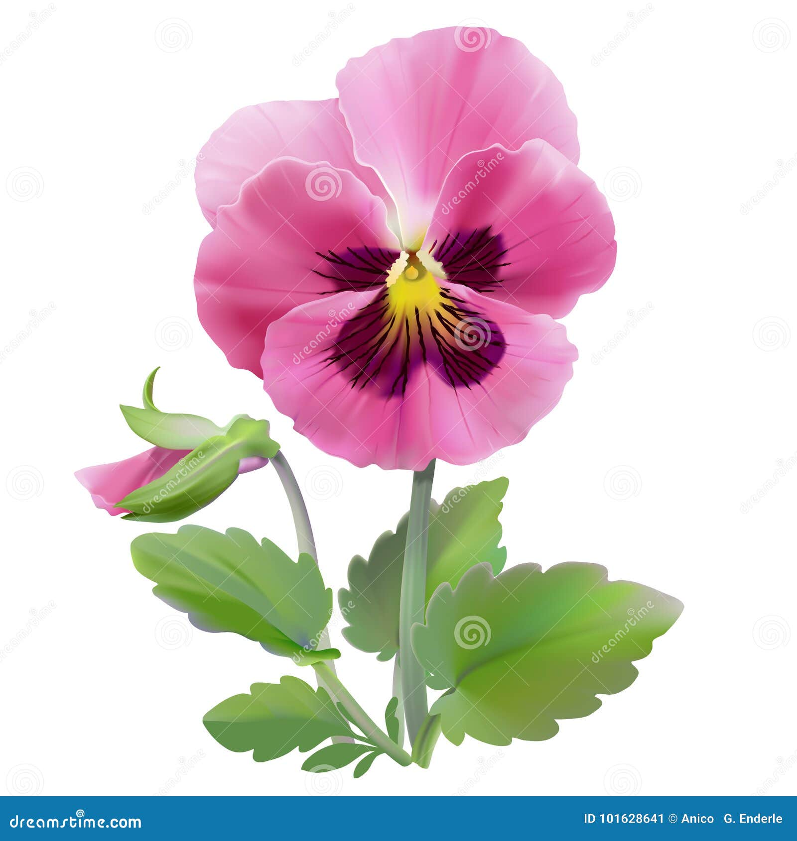 Flor do amor perfeito ilustração do vetor. Ilustração de tricolor ...