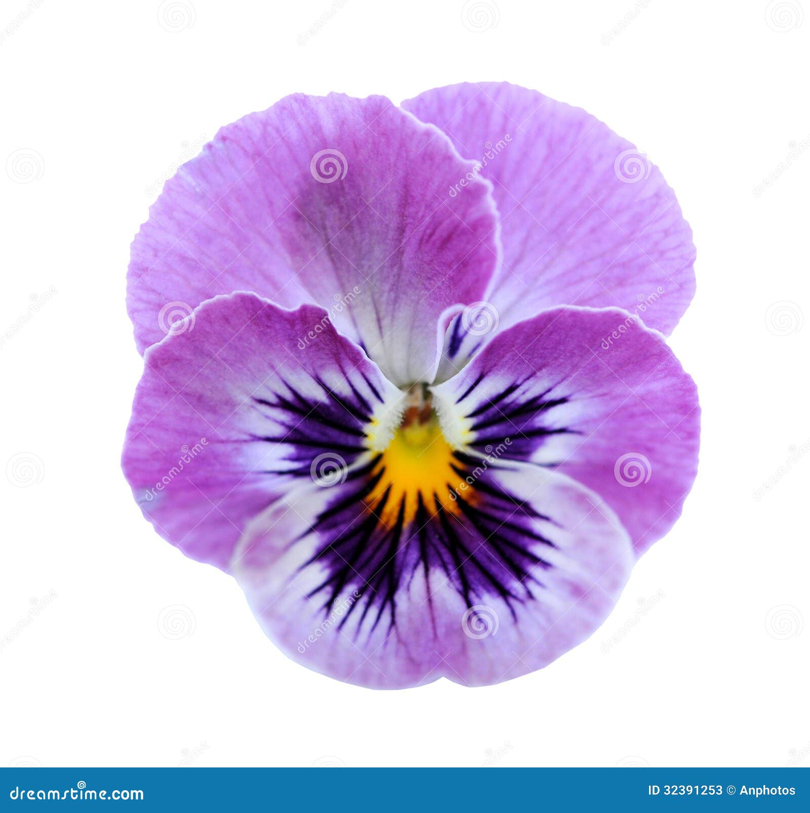 Flor do amor perfeito imagem de stock. Imagem de bonito - 32391253