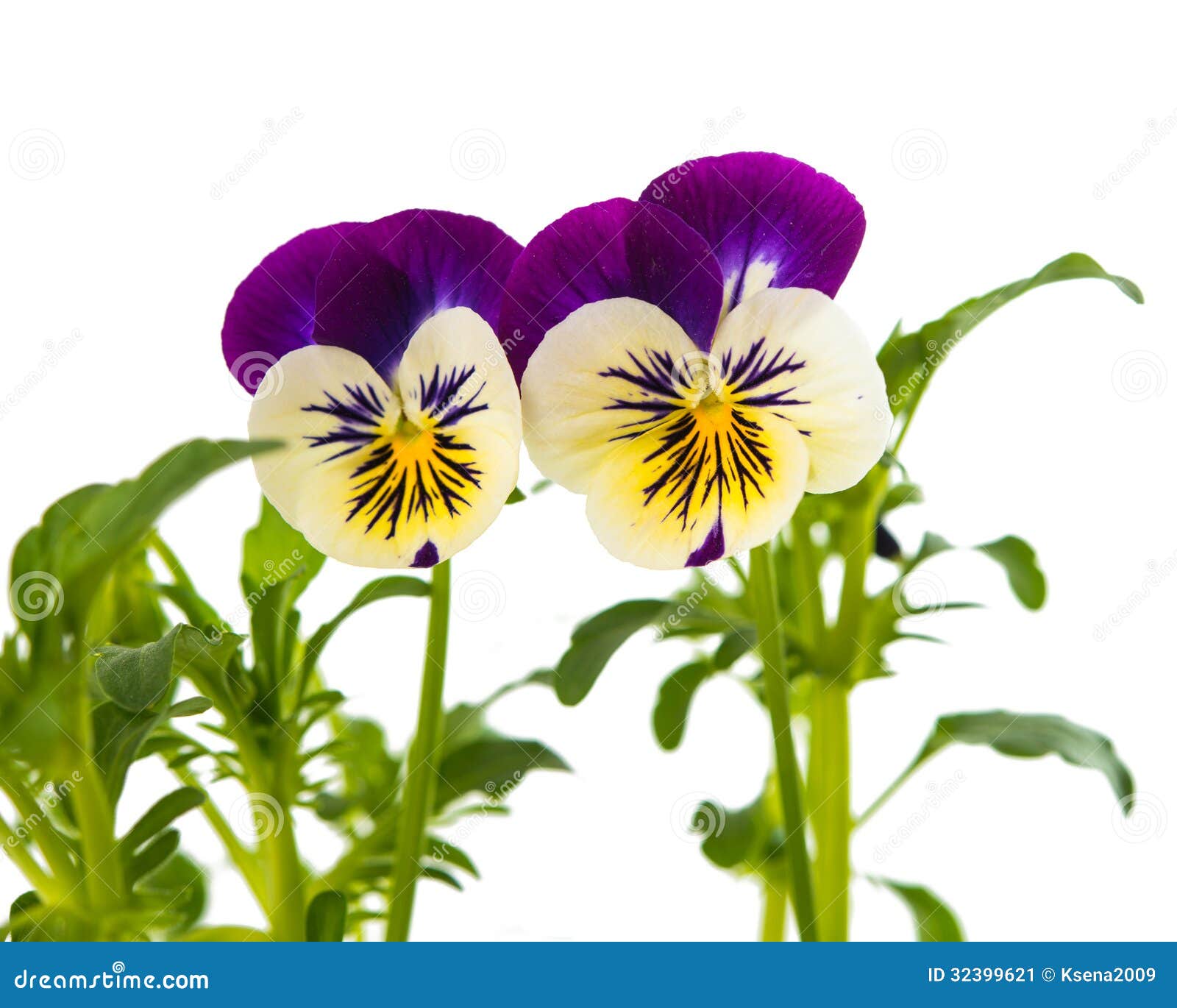 Flor do amor perfeito imagem de stock. Imagem de isolado - 32399621