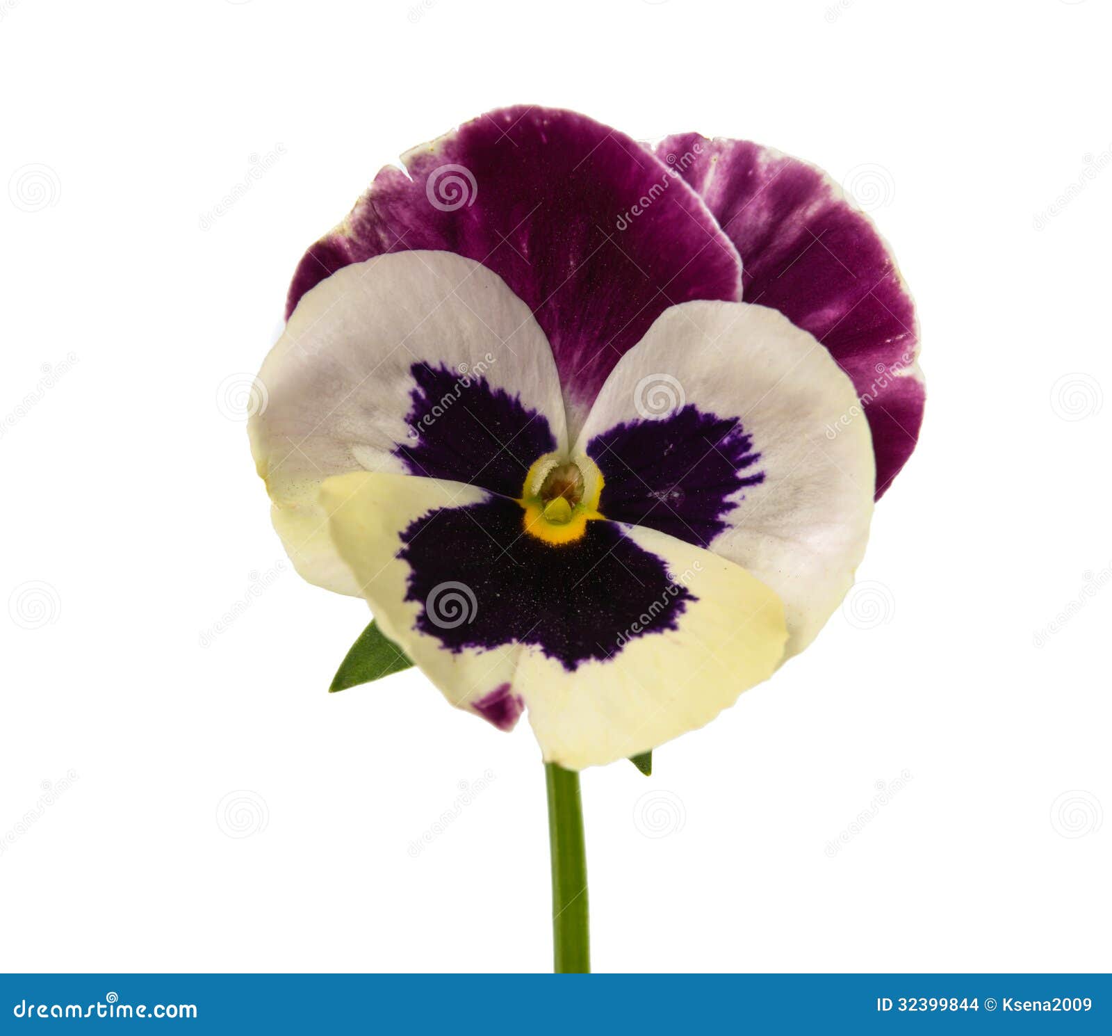 Flor do amor perfeito foto de stock. Imagem de flor, floral - 32399844