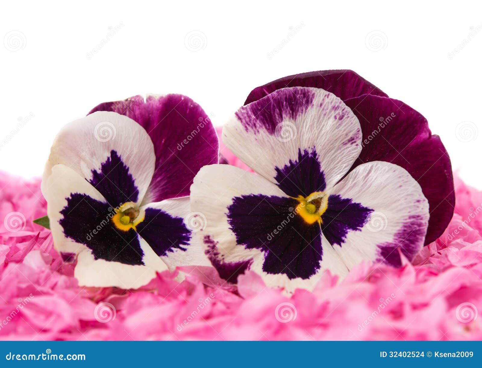 Flor do amor perfeito foto de stock. Imagem de branco - 32402524