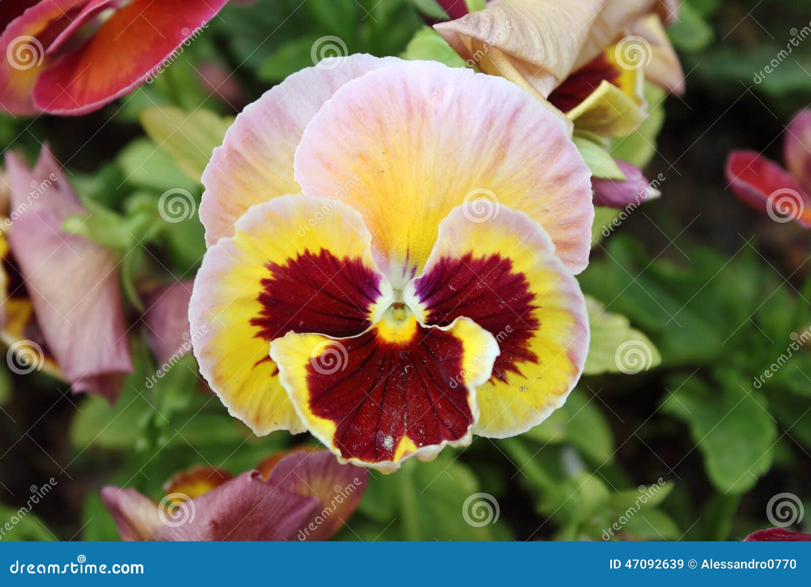 Flor do amor perfeito imagem de stock. Imagem de bonito - 47092639